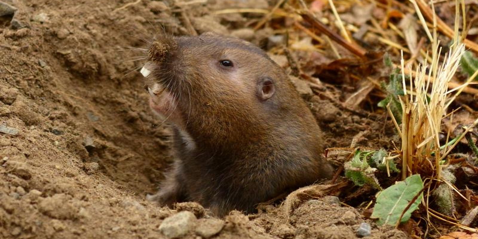 Gophers, moles, voles and … bumble bees