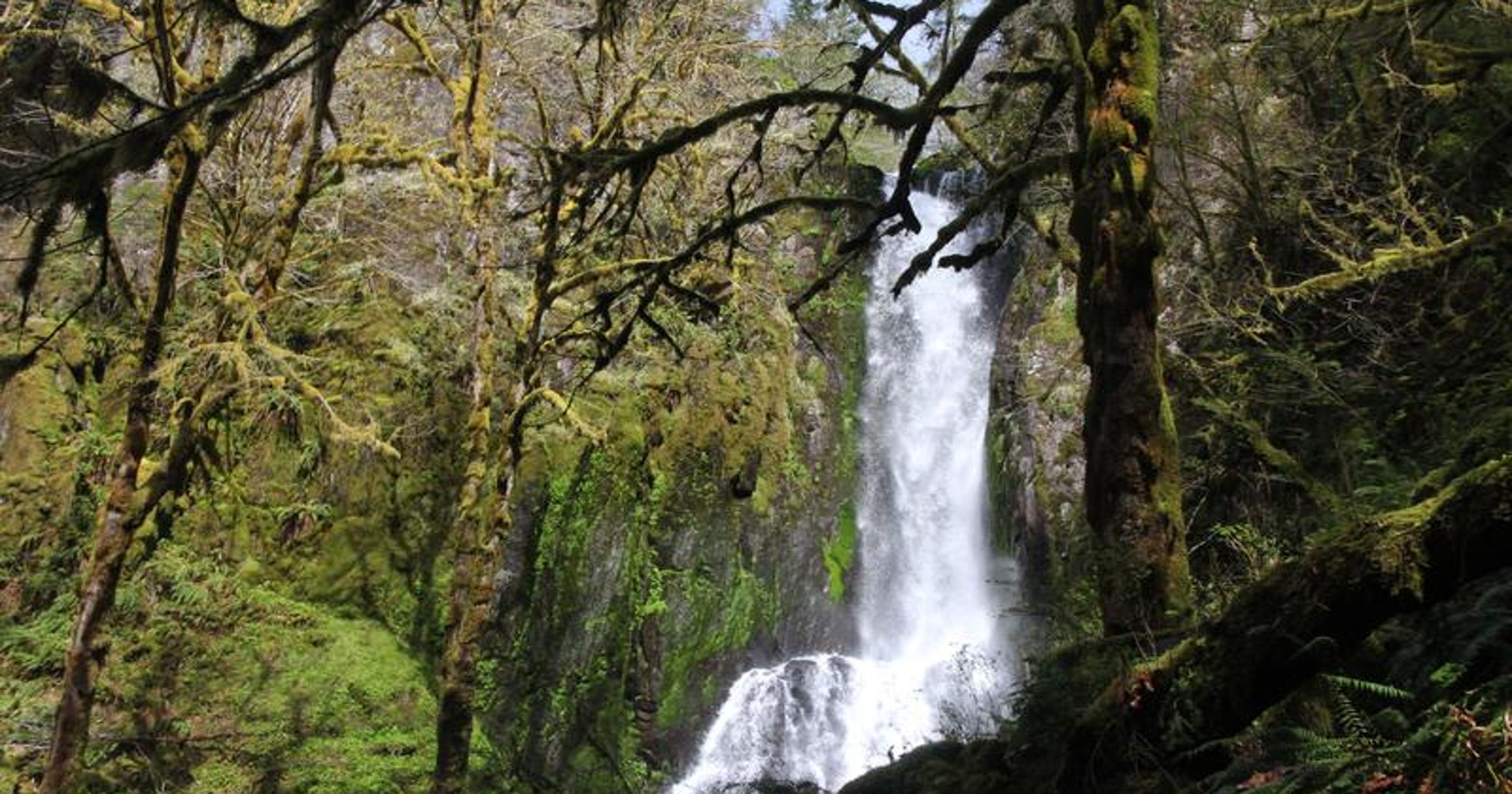 These 5 hikes are hidden in Oregon's remote coastal rainforest