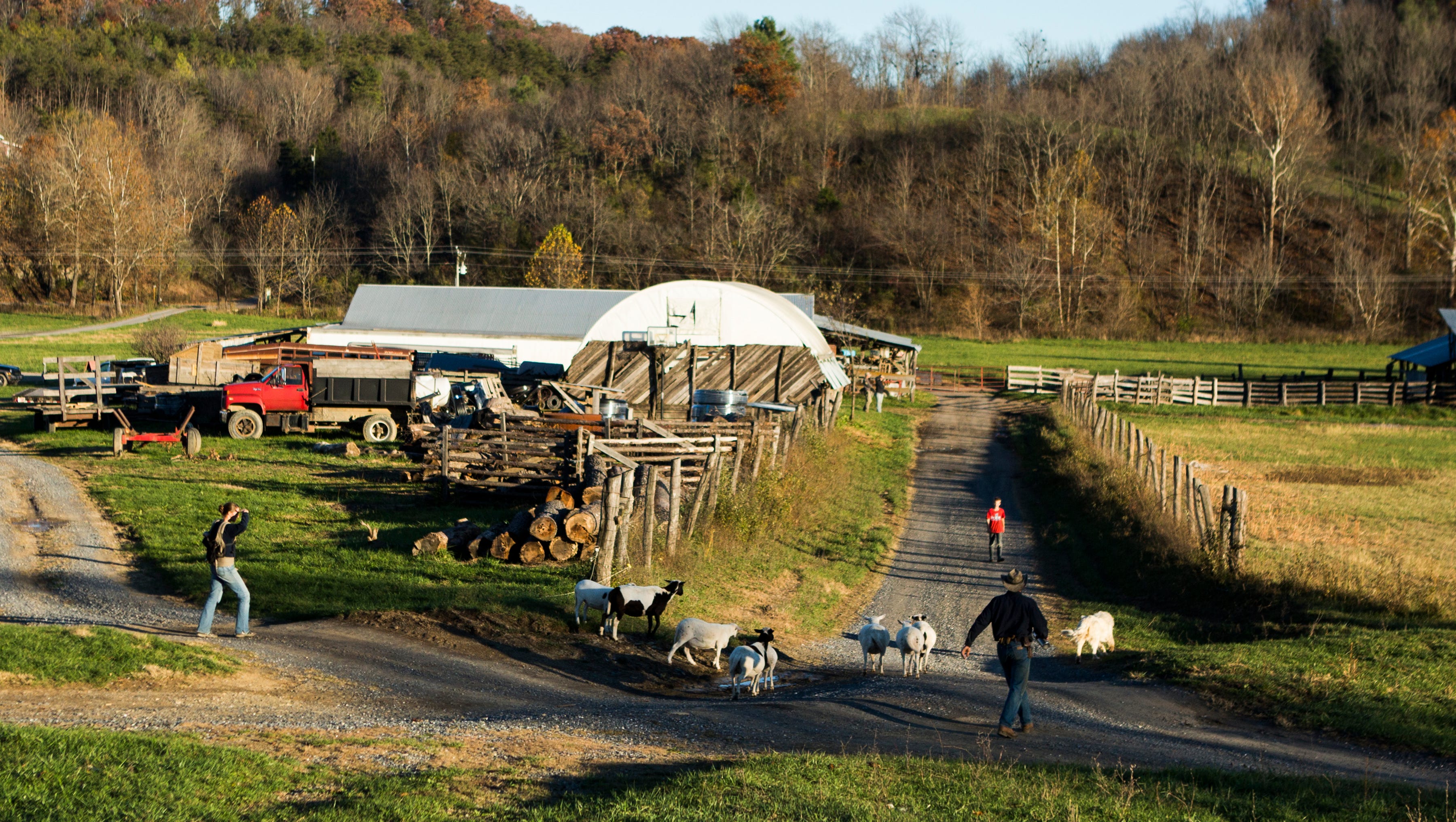 Farming techniques at Polyface Farms