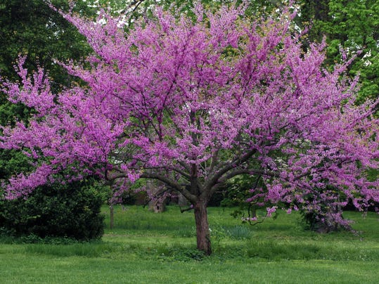 Meet the Redbud tree