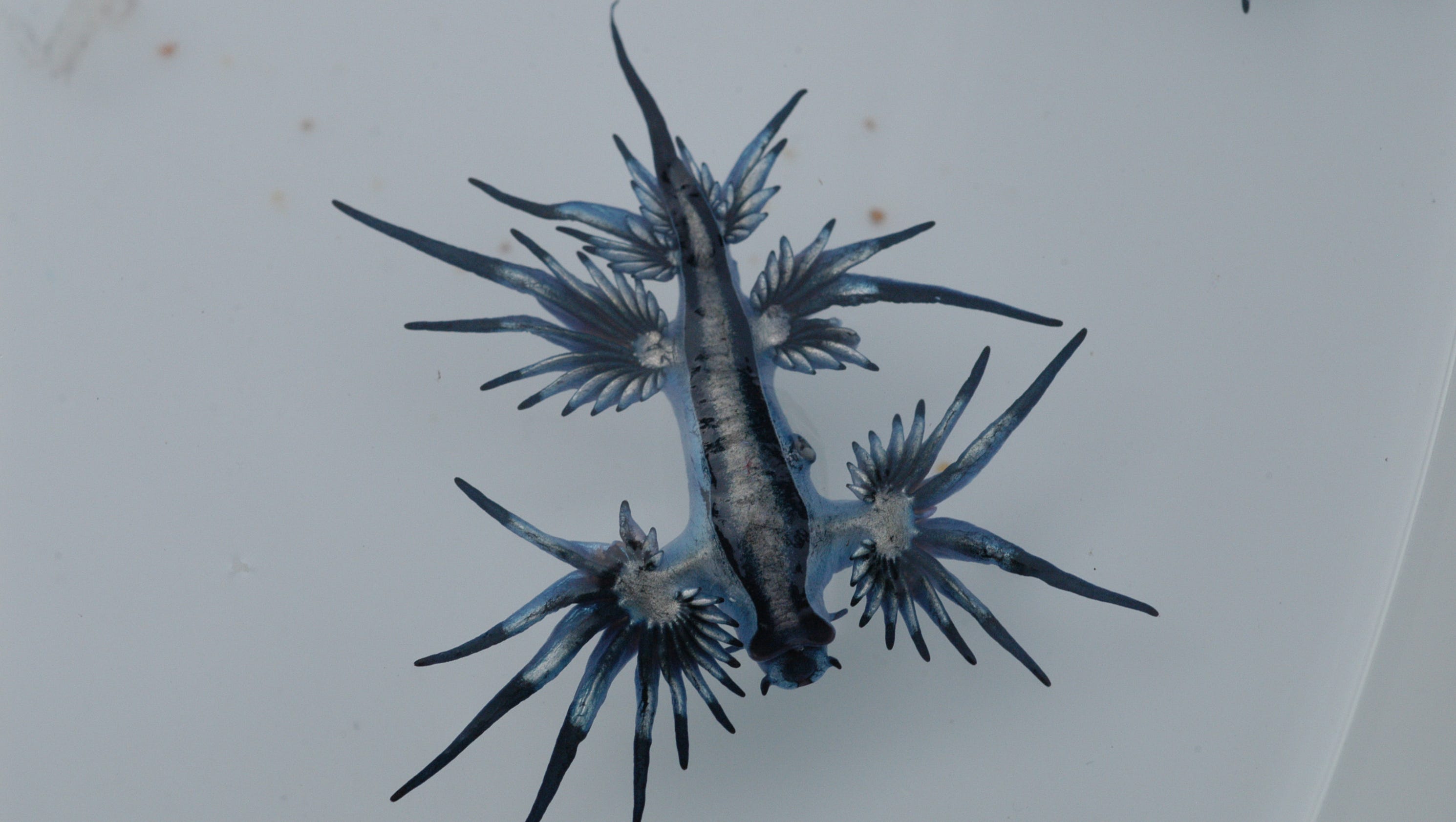 Venomous blue dragon sea slugs spotted in waters off Cape Canaveral