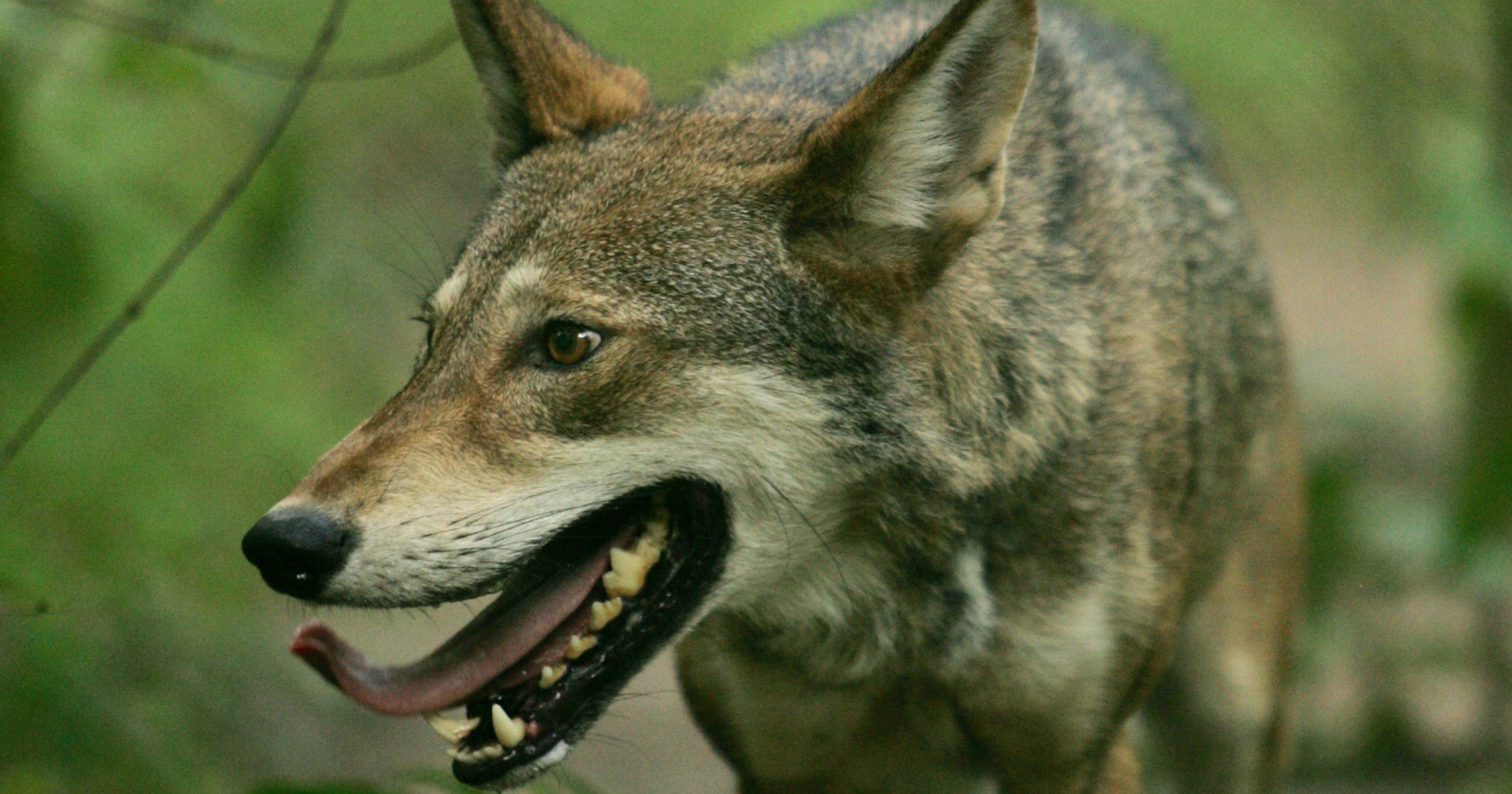 Controversial coyote hunting in red wolf area to start