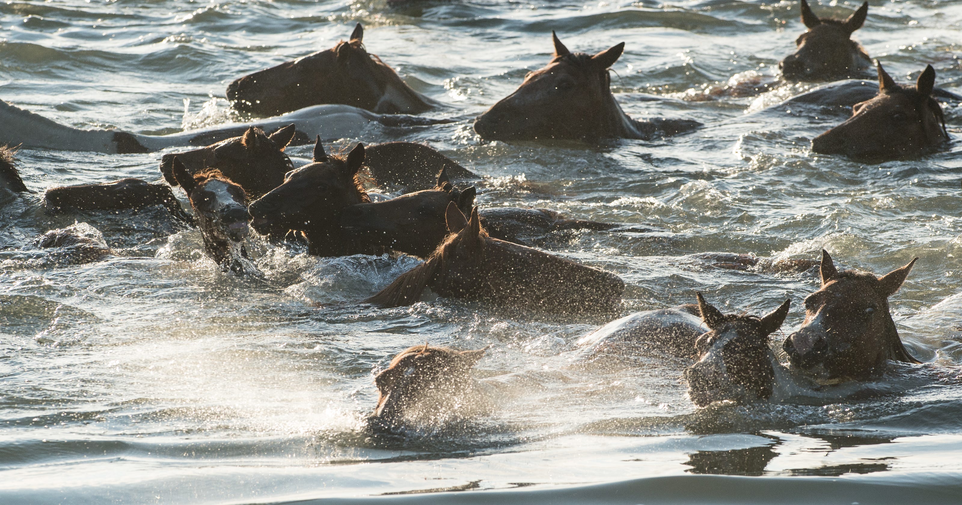 Swamp cancer: What we know about disease killing Chincoteague ponies