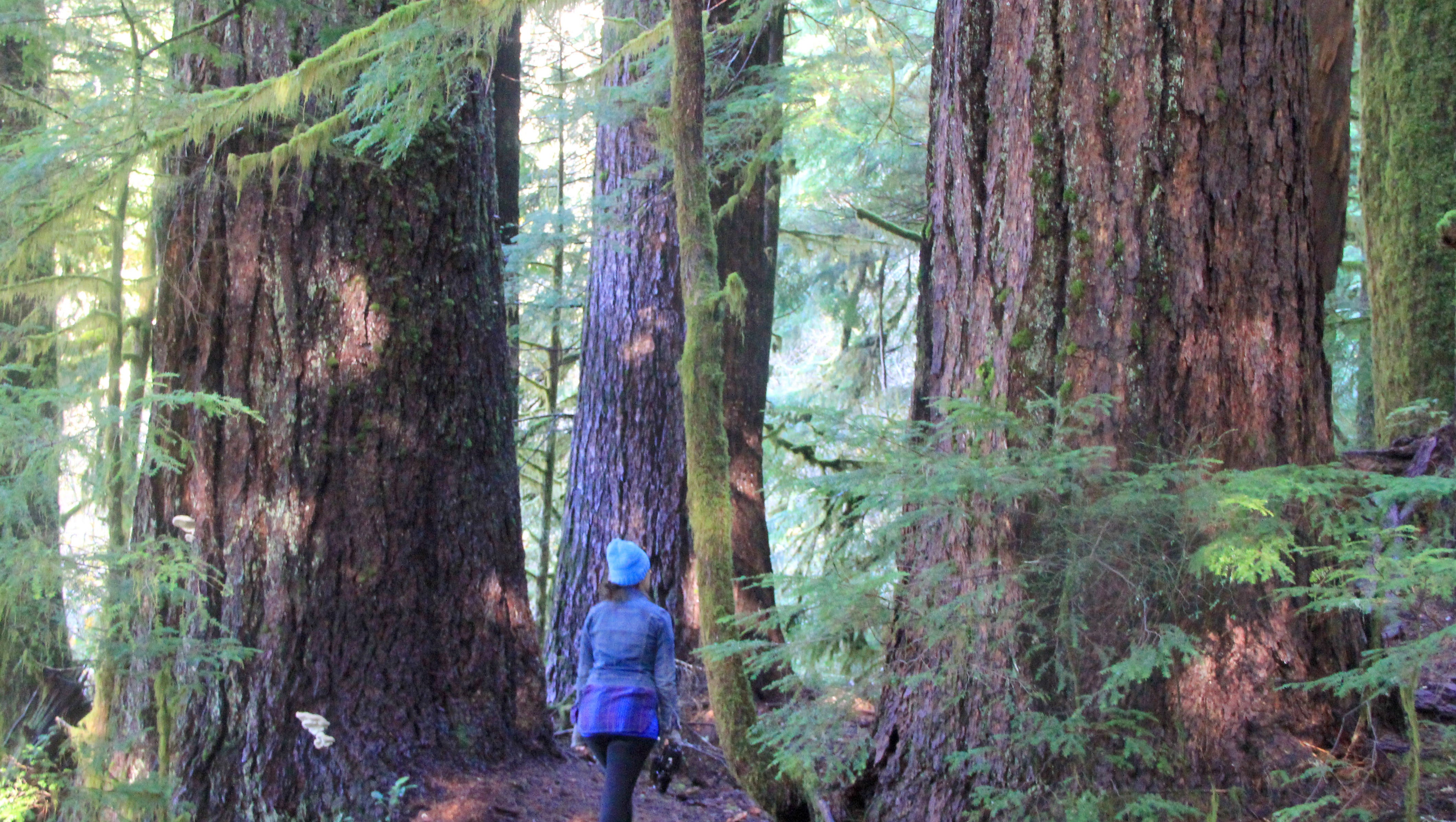 Big tree adventure in the Valley of the Giants