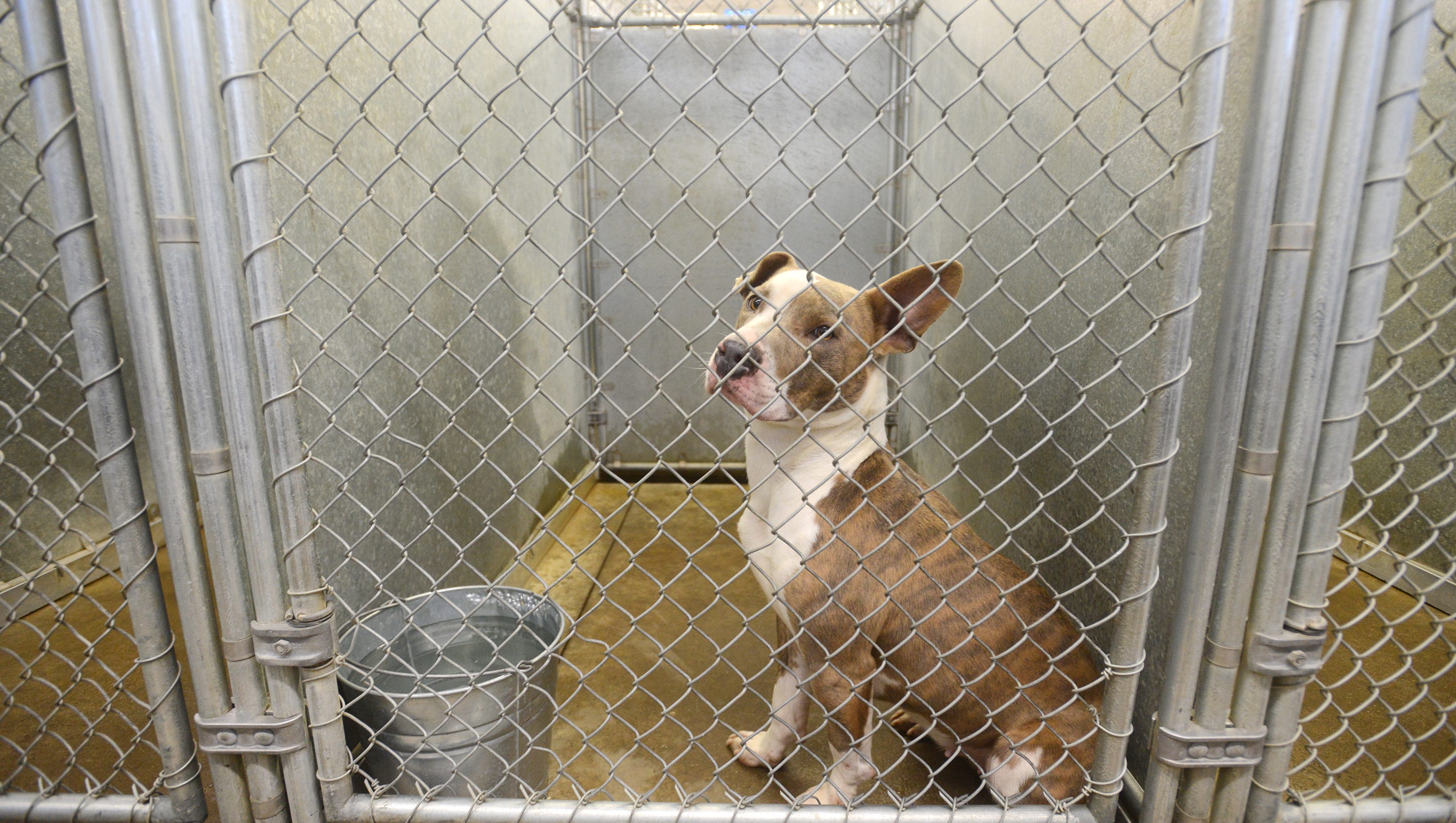 Volunteers Raise Funds For Muskingum County Dog Pound volunteers-raise-funds-for-muskingum-county-dog-pound