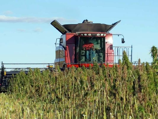 Industrial hemp production will have positive impact on Wisconsin's ...