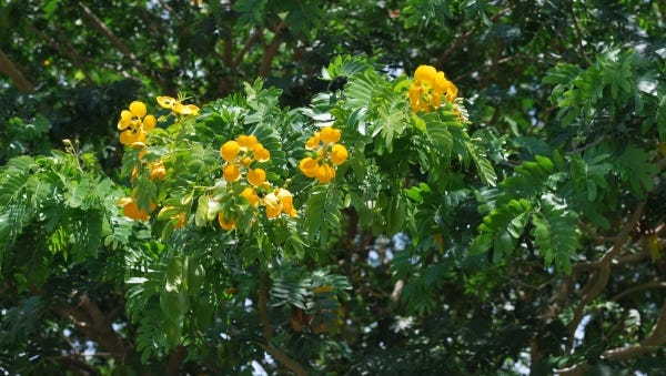 Verawood trees among local trees putting on a show
