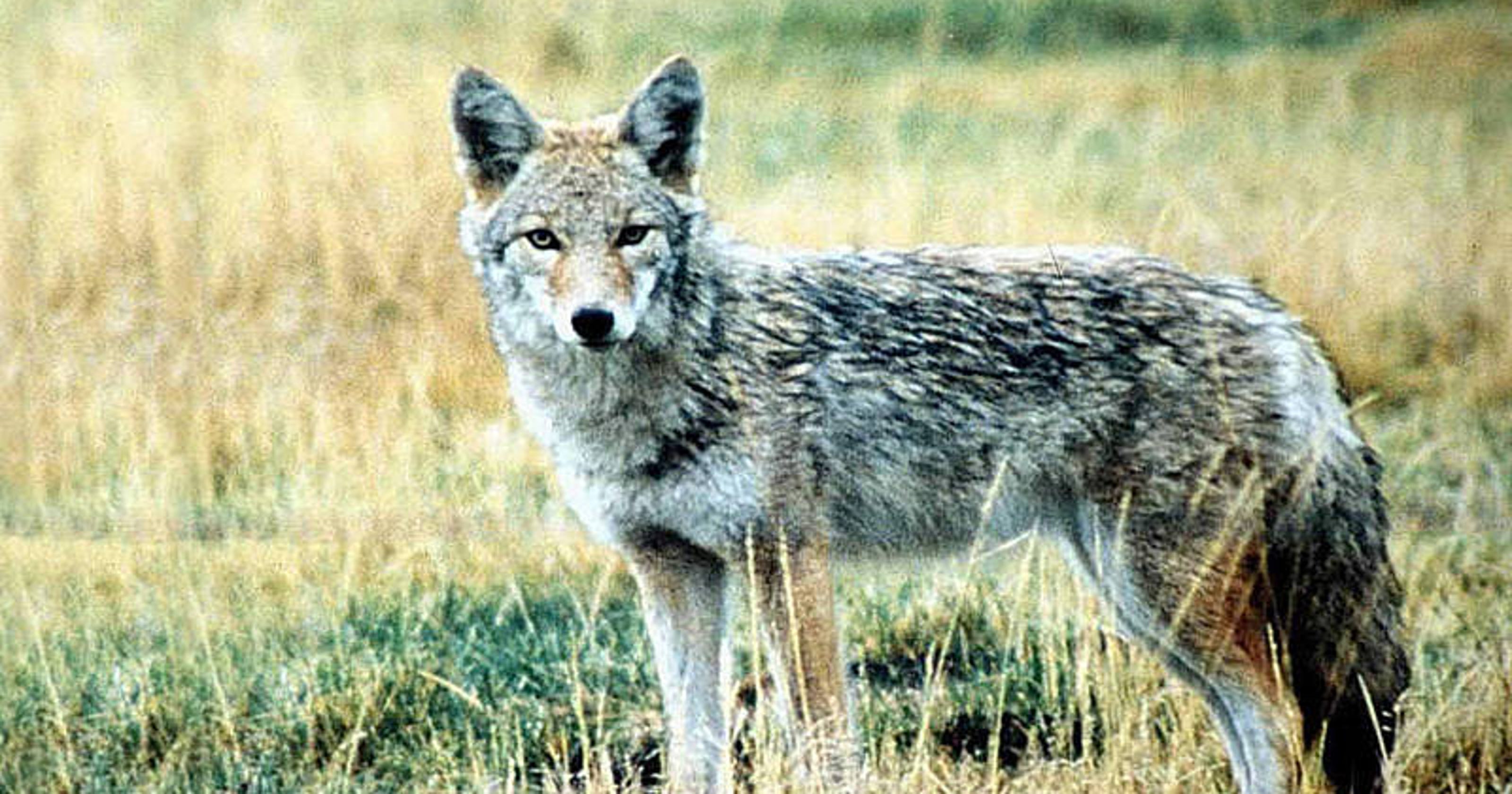 Coyote tests positive for rabies in Hunterdon County