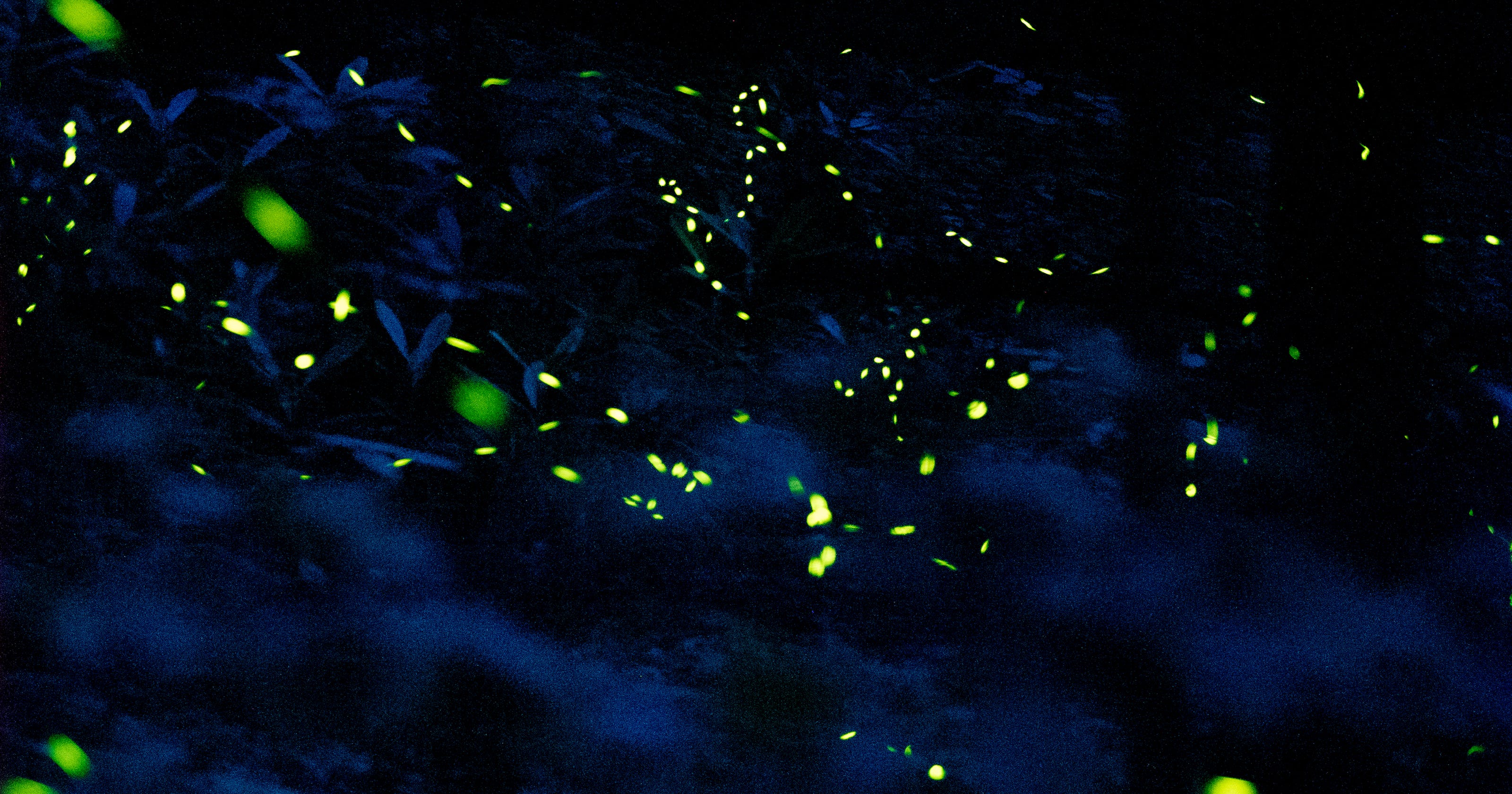 Photos: Elkmont fireflies in the Great Smoky Mountains