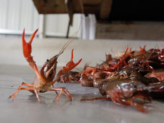 18 delicious facts about La. crawfish