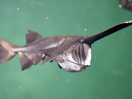 Mississippi's river monsters