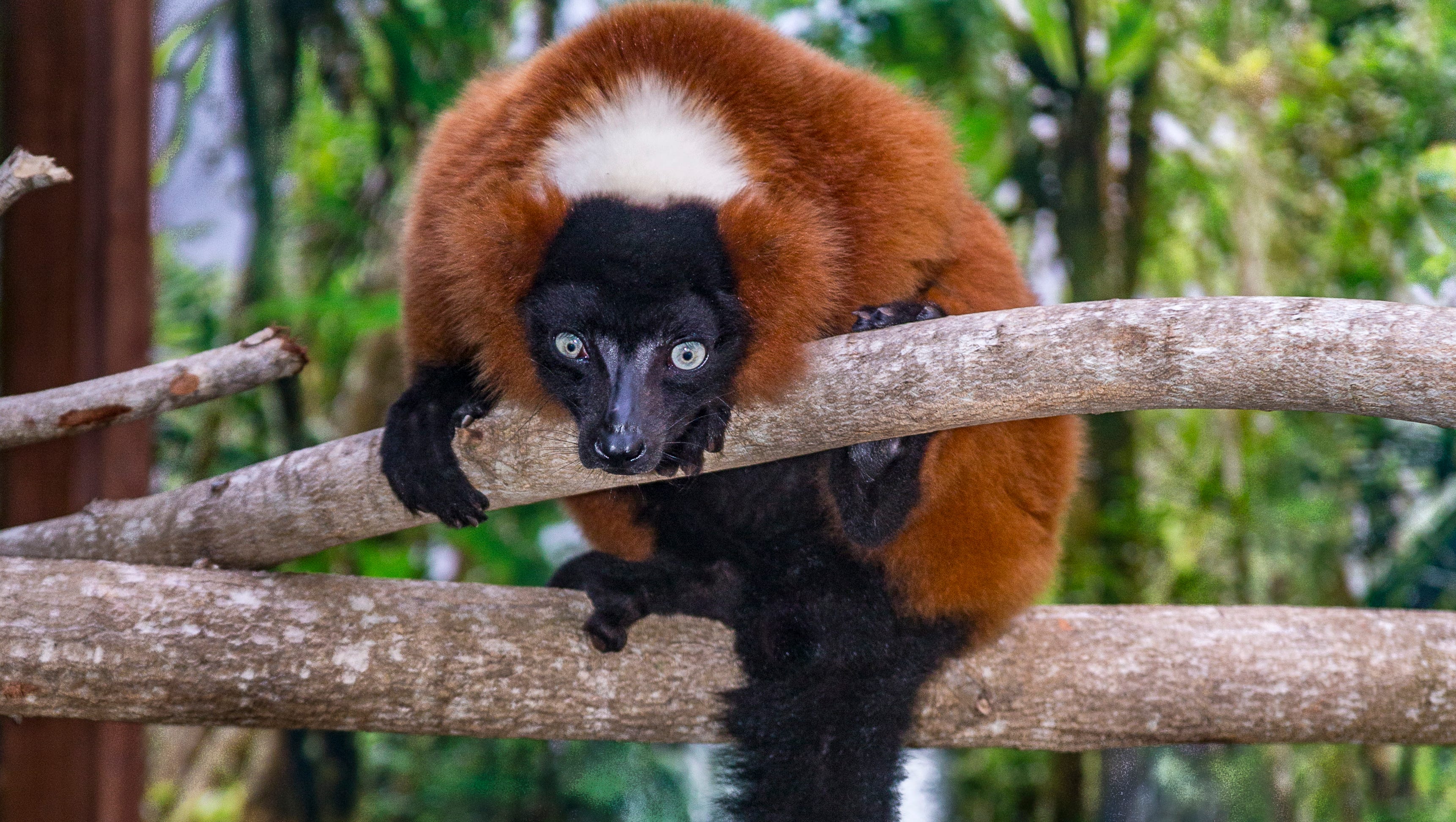 Endangered red-ruffed lemurs debut at Naples Zoo on Saturday