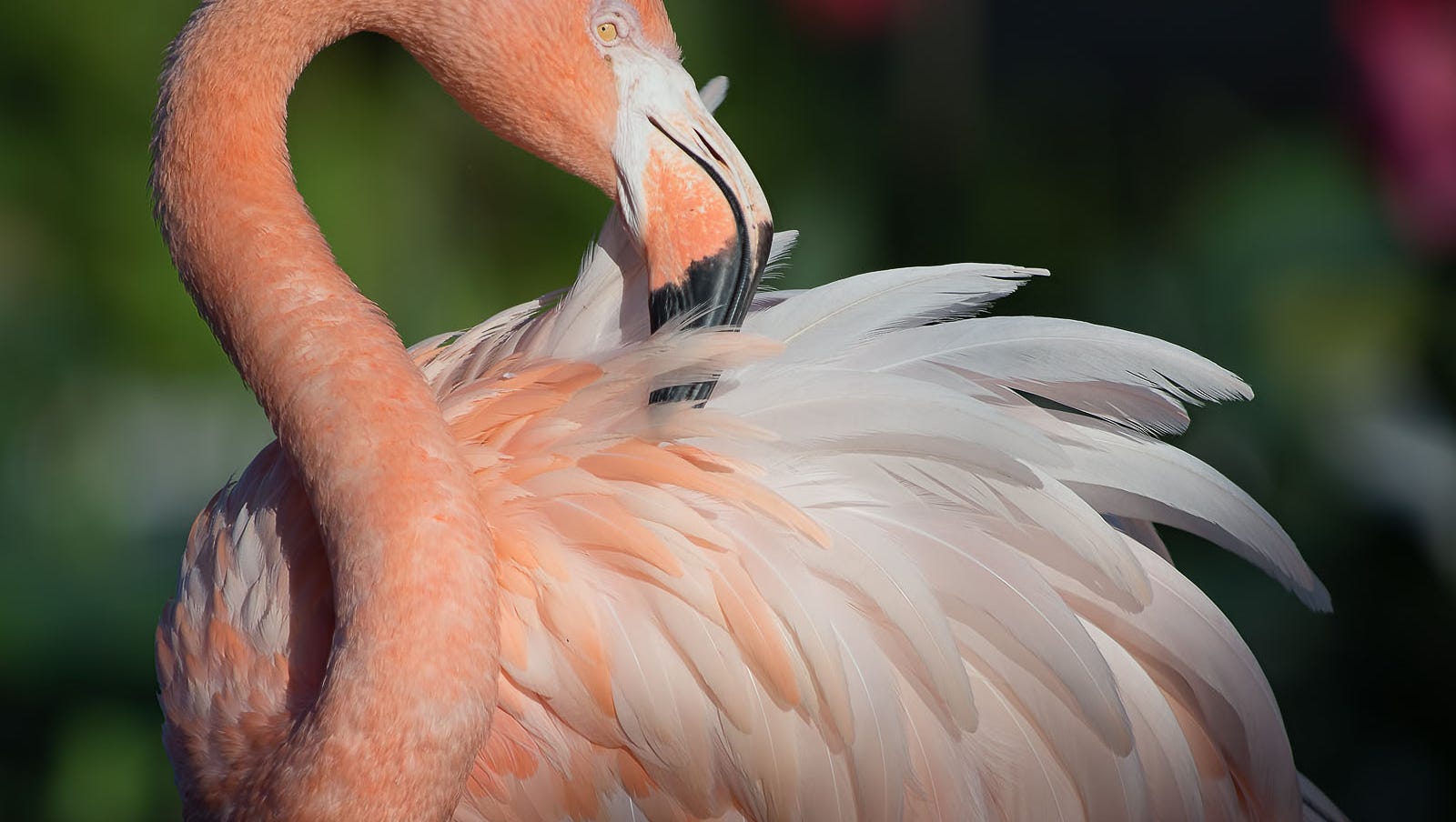 Scientists: flamingo flock native to Florida