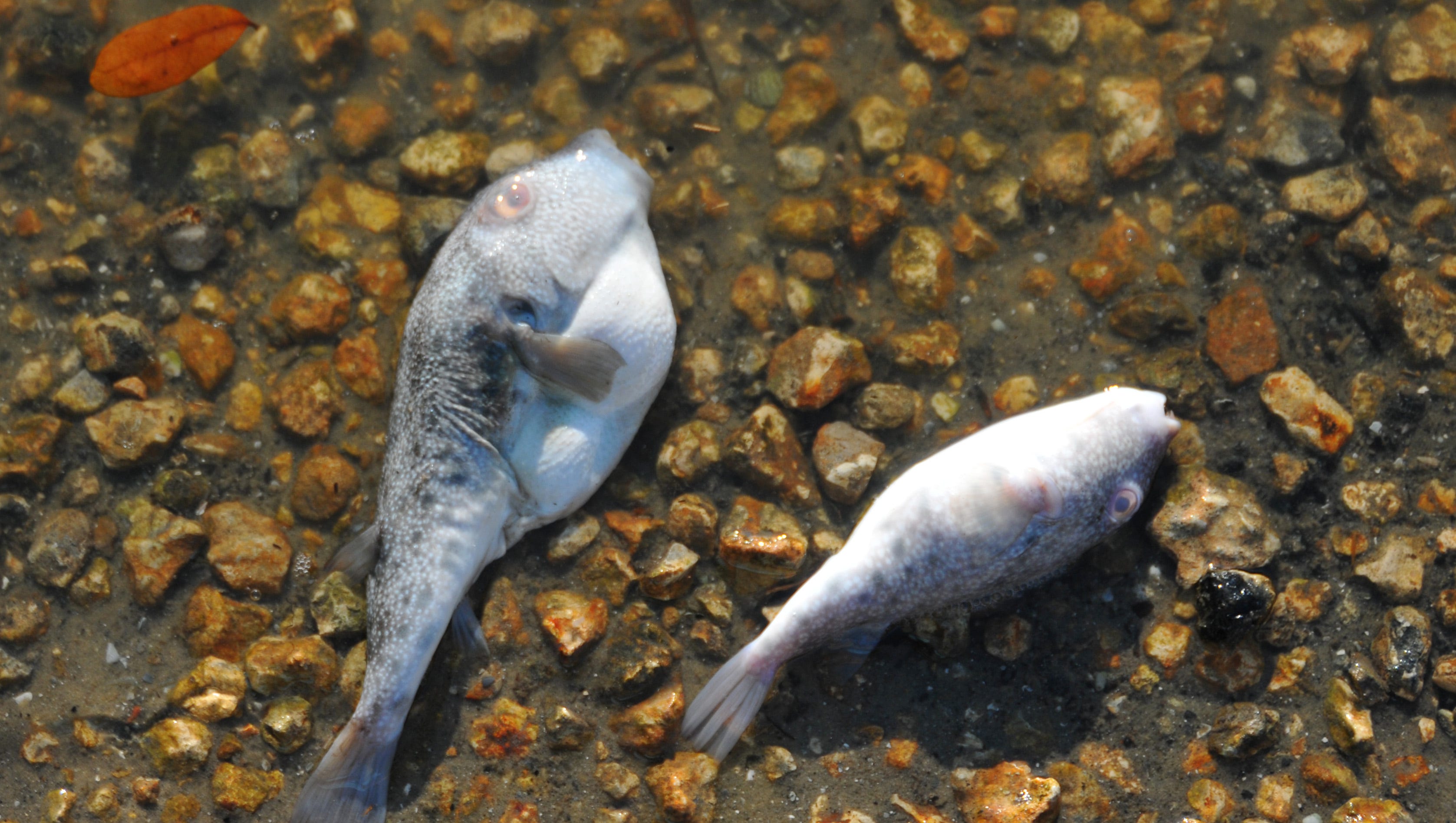Stench grows as severity of Indian River Lagoon fish kill is revealed