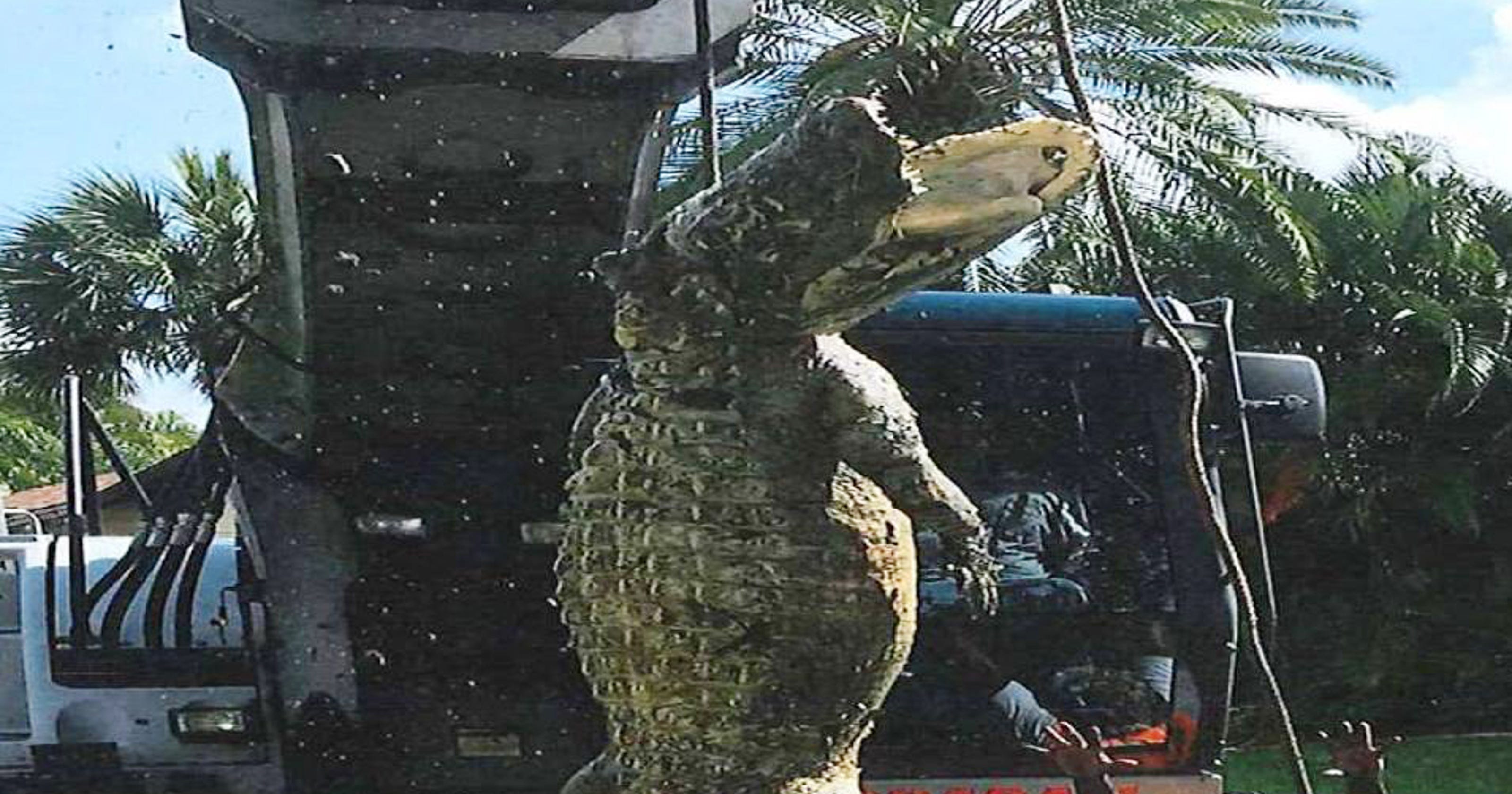 11-foot alligator pulled from Fort Myers drain