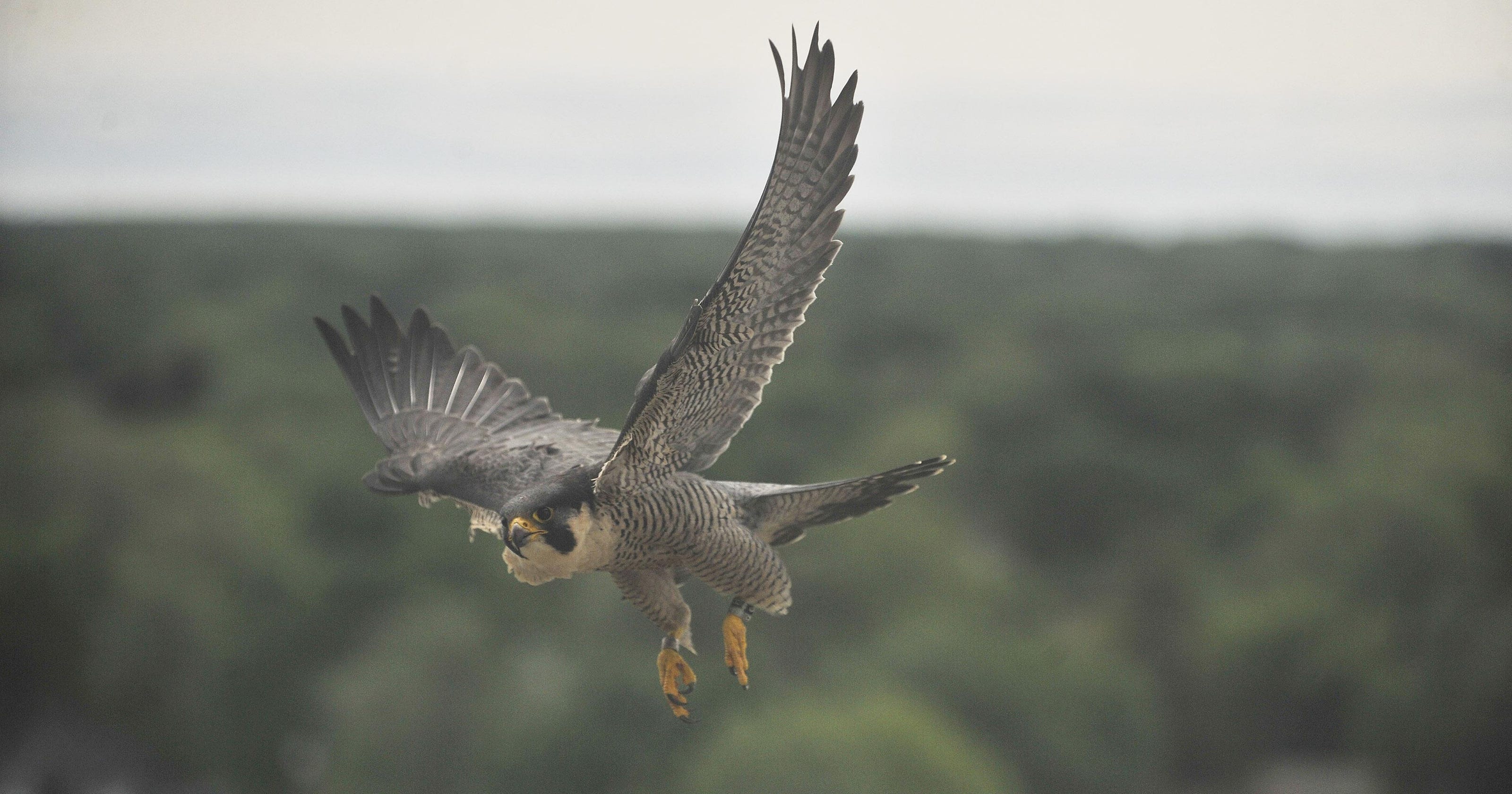 Peregrine falcon population on the rise in Michigan