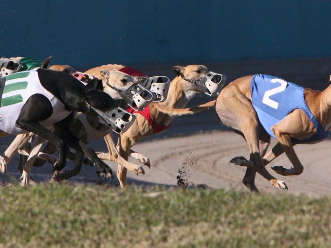 Corpus Christi Greyhound Race Track would draw crowds for dog races