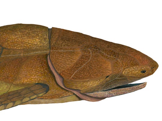 Scientists find early facial features on ancient fish