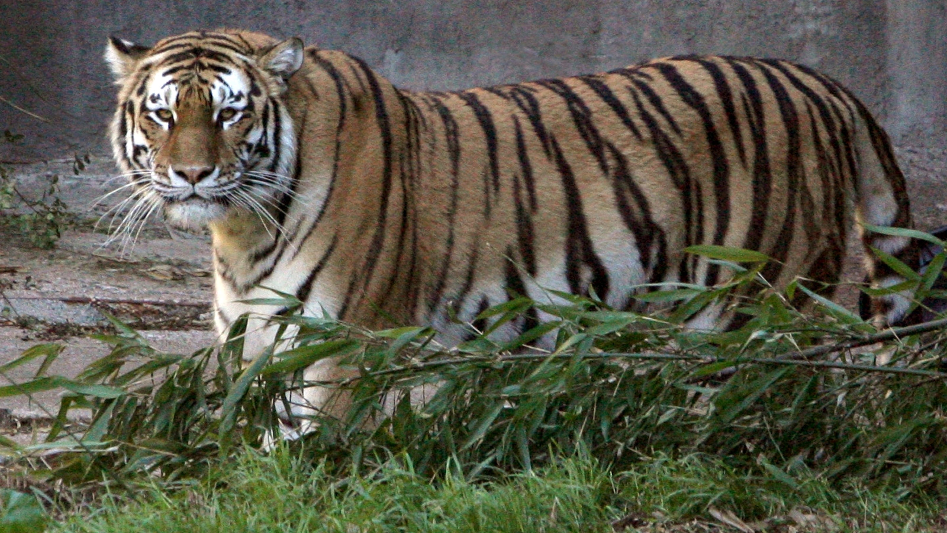 Wildlife attacks are rare -- but often deadly