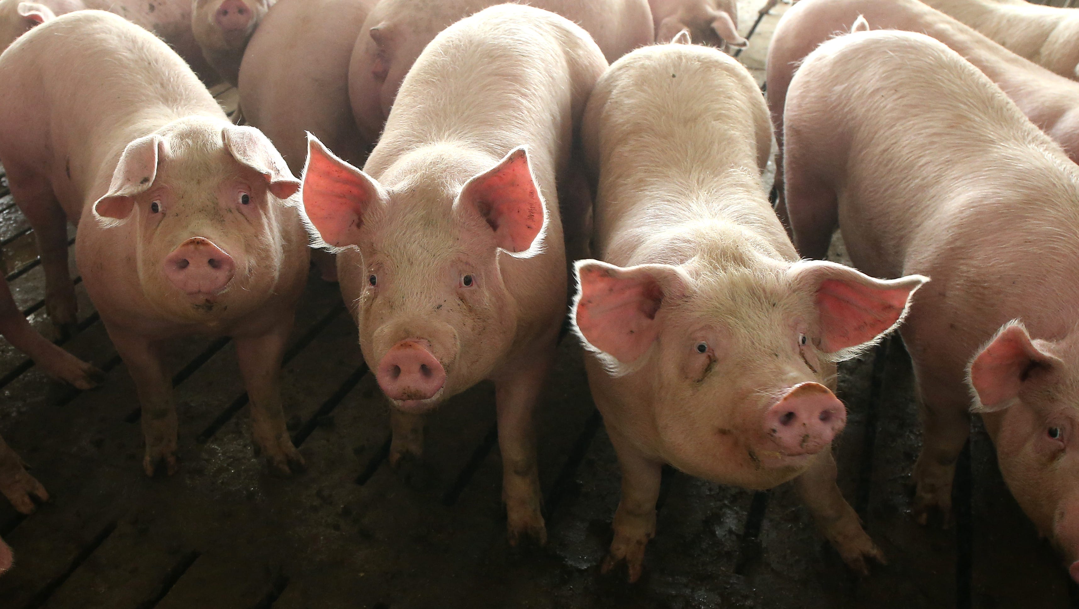 How Iowa neighbors united to ban hog confinements