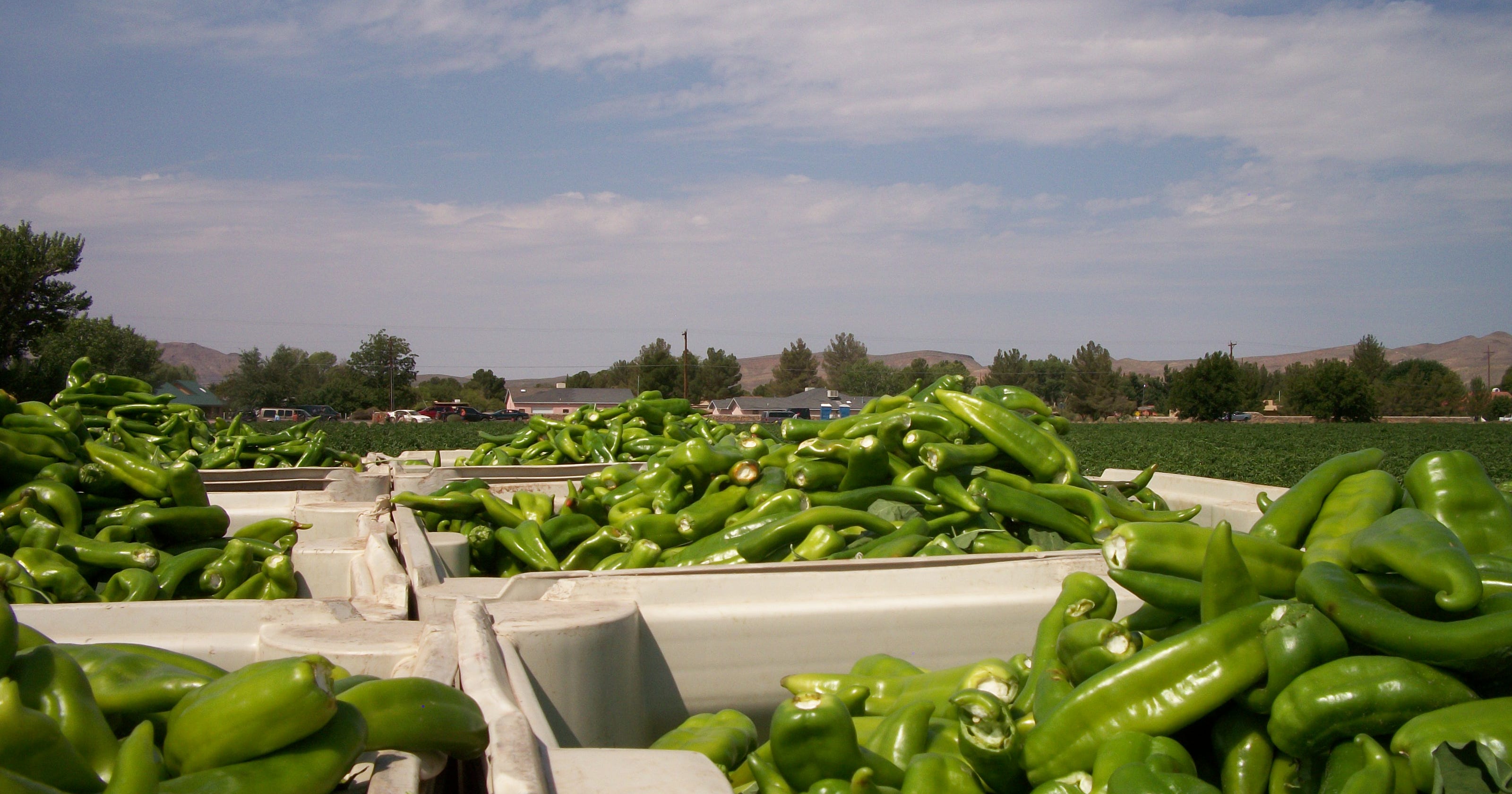Less of New Mexico's famed chile crop produced in 2017