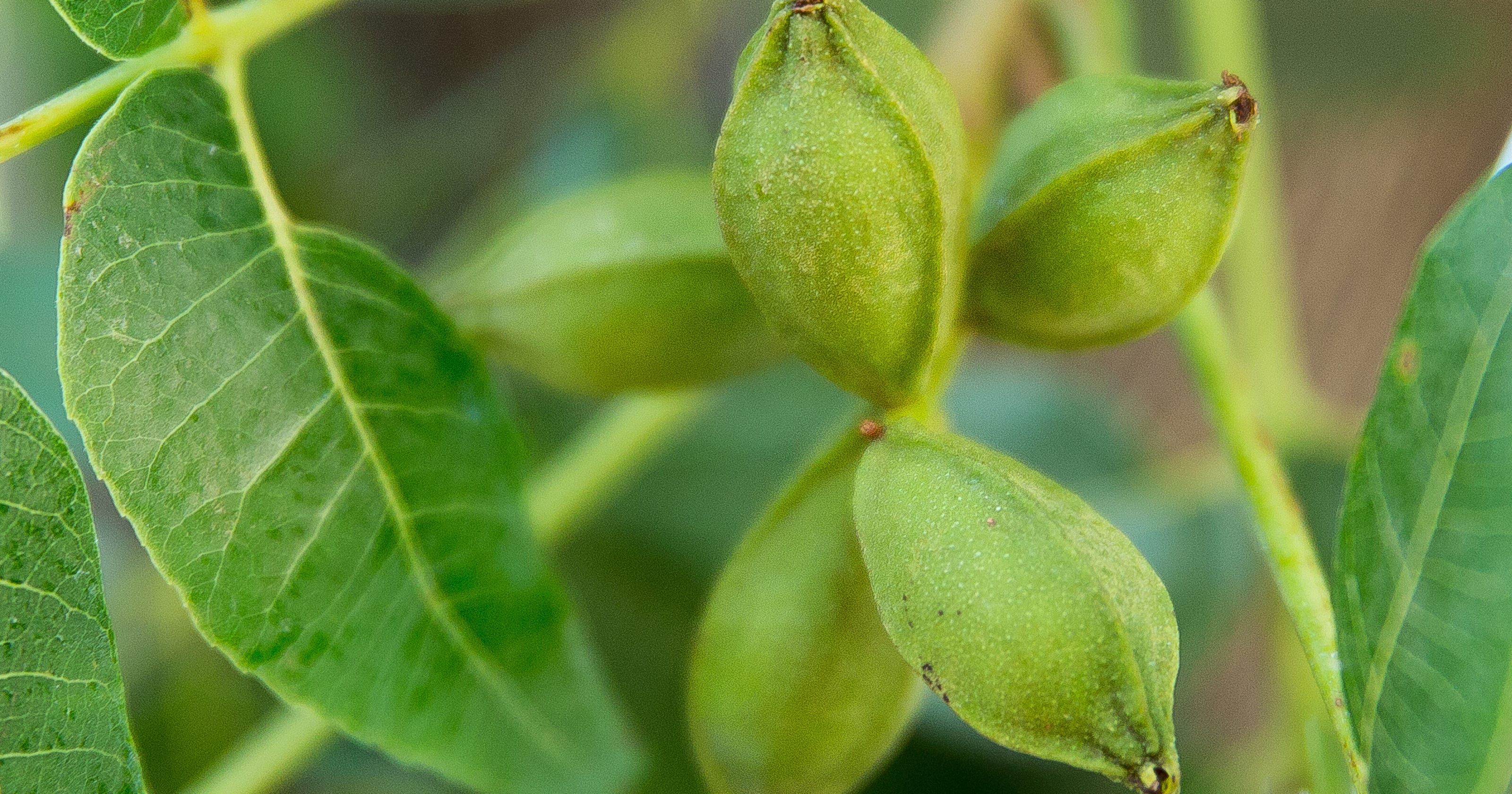Texas pecan crop could top 70 million pounds
