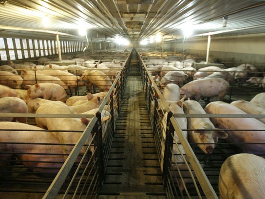 Iowa's largest pork producer is adding 90,000 hogs amid call for moratorium
