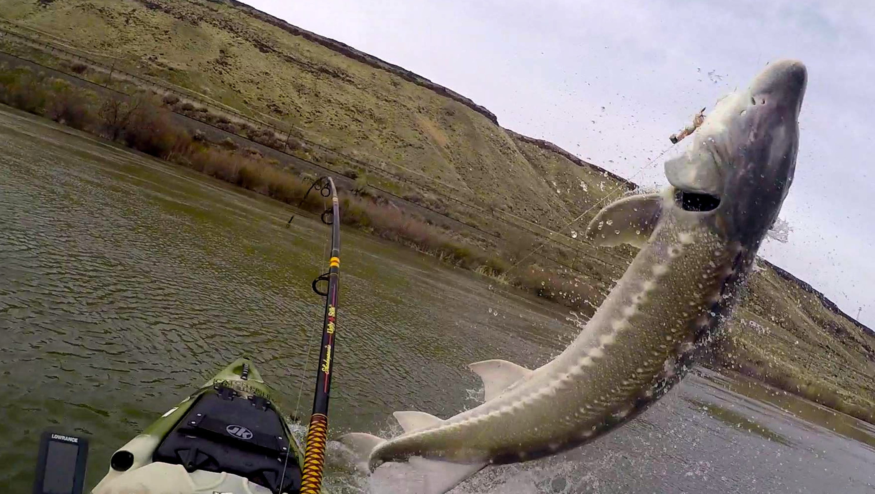 Angler catches massive 8-foot sturgeon from his kayak
