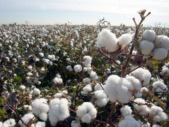 Everything you wanted to know about growing cotton