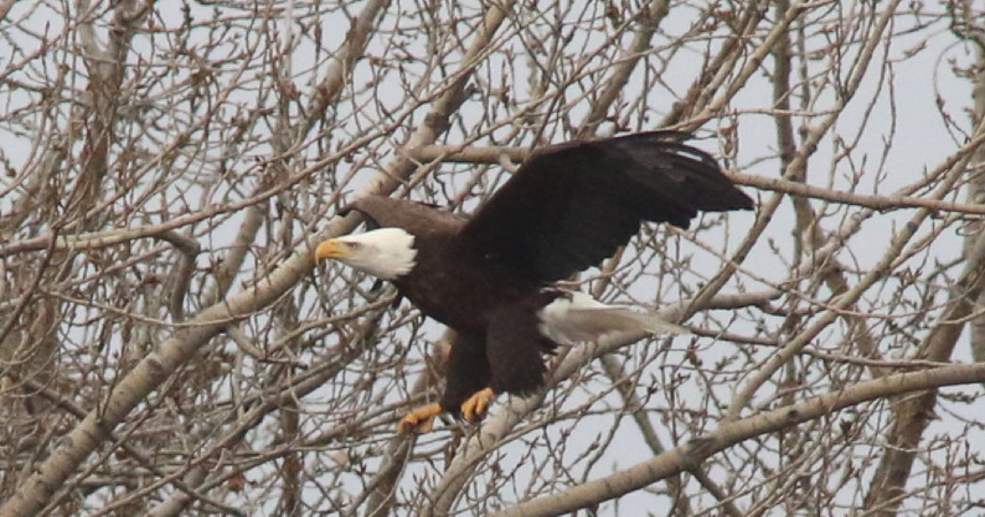 New Jersey's eagle population continues to soar
