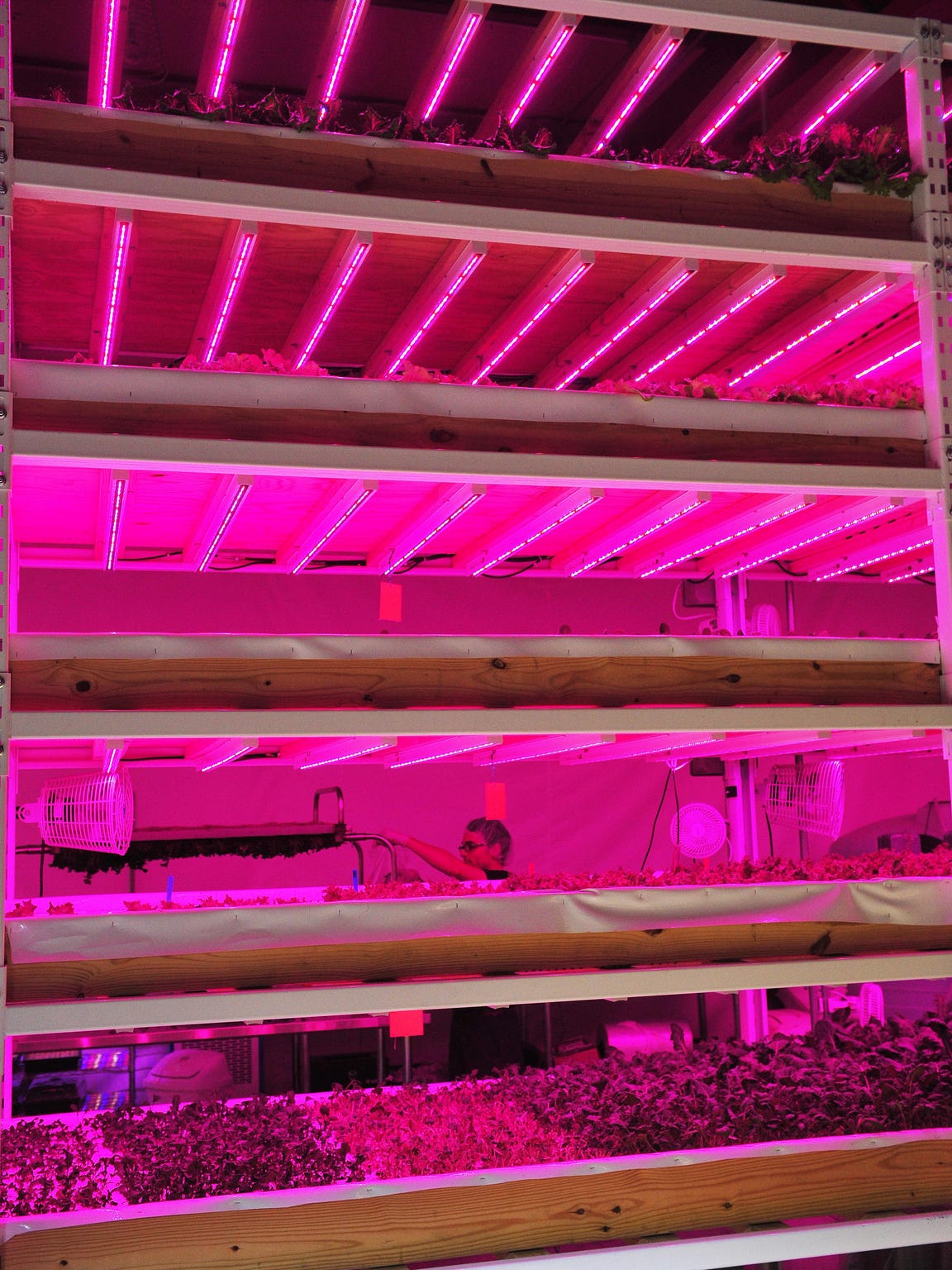 Greener Roots Farm finds success