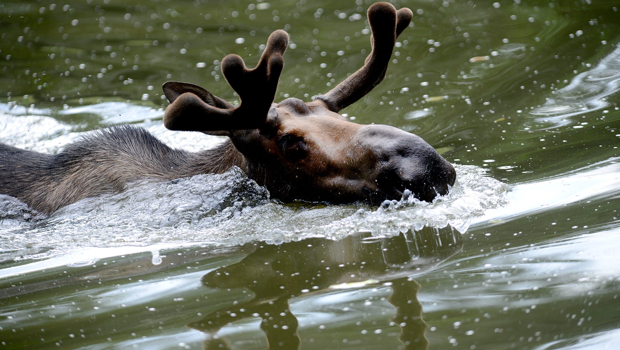 Moose thrive at new home at Potter Park Zoo