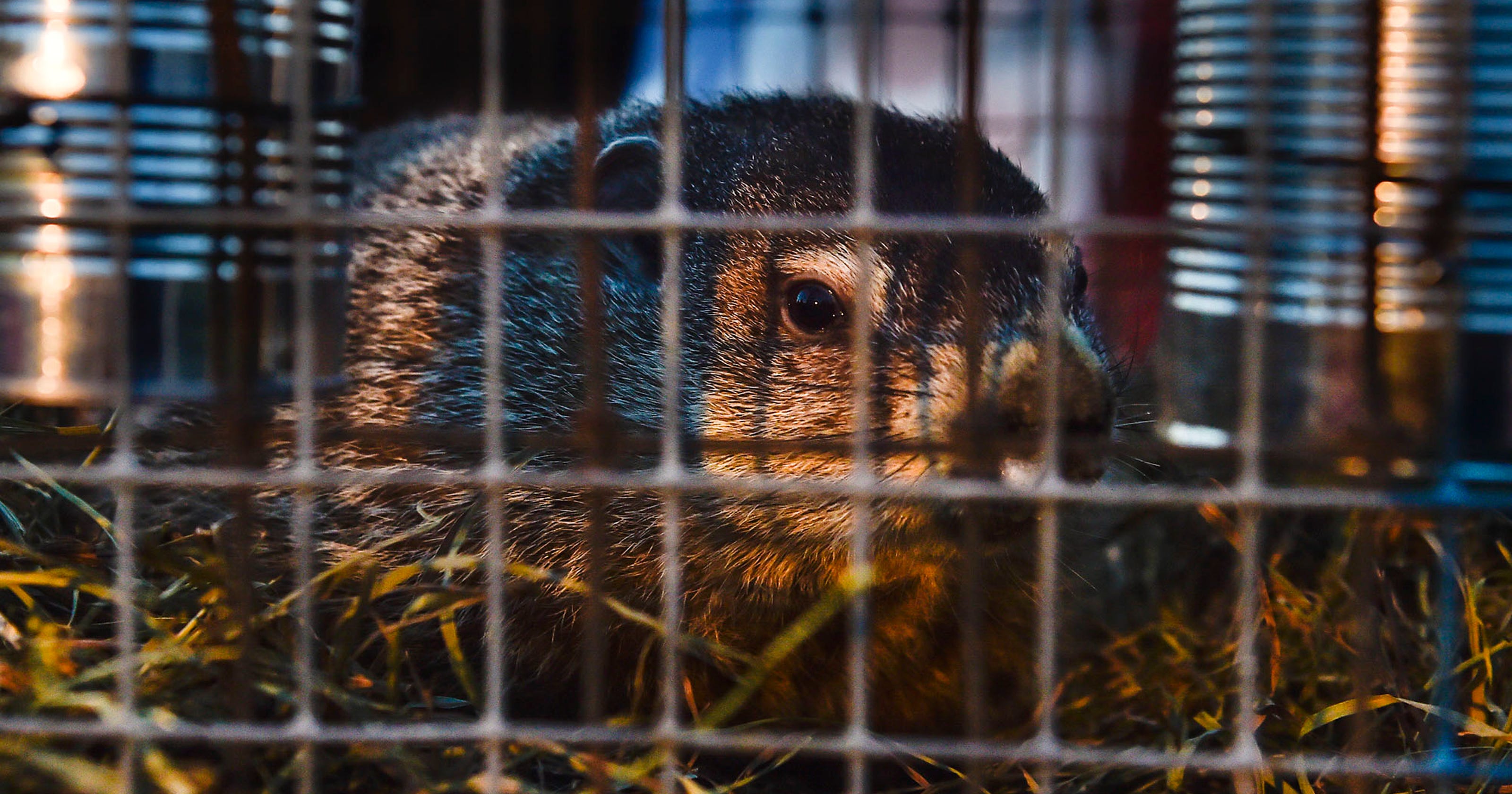 Buckeye Chuck picks early spring in 40th prognostication