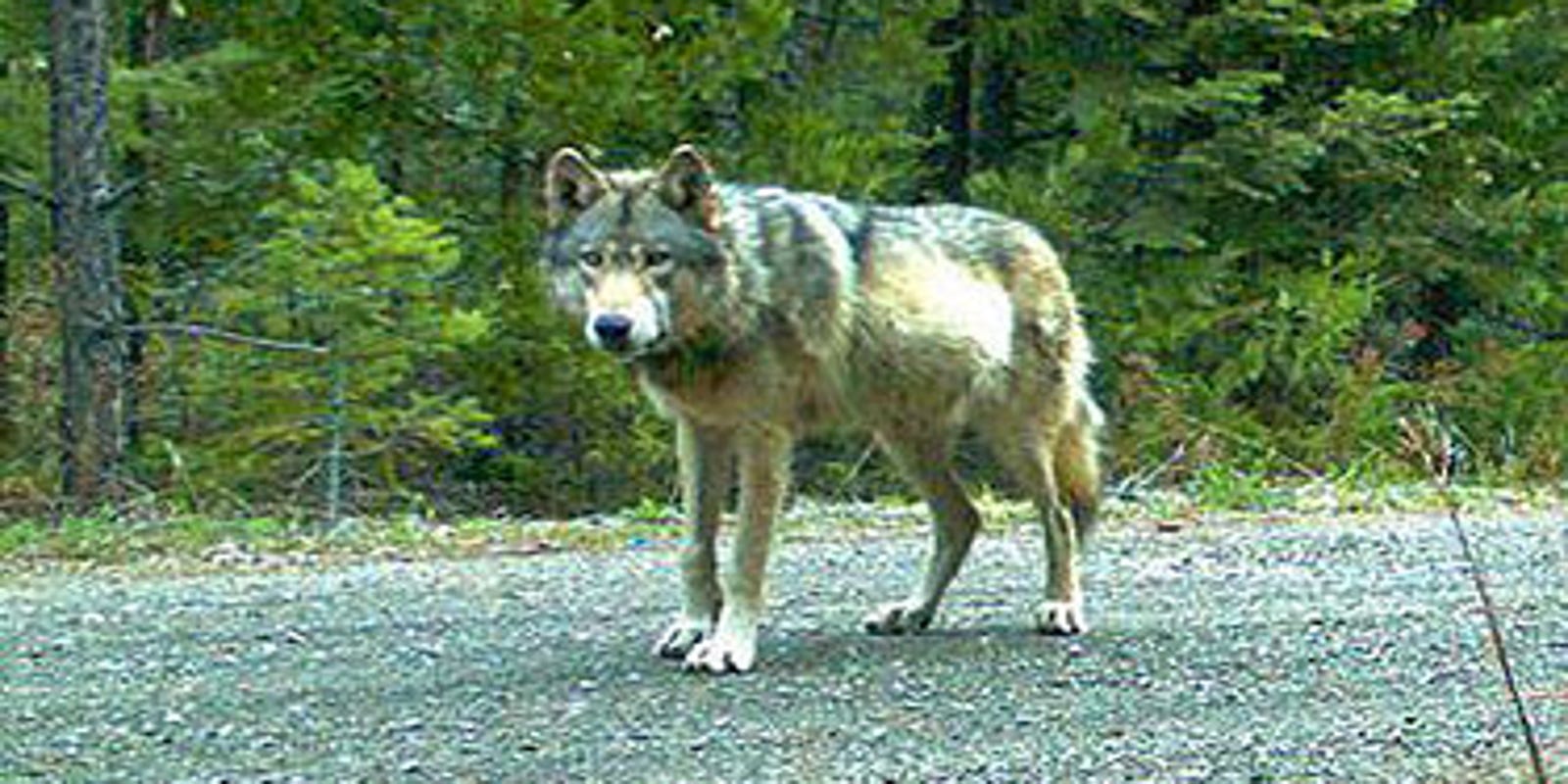 North State wolf located in Nevada