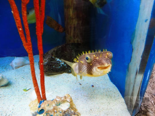 Monster puffer fish! Potential record-breaker caught off Port Canaveral