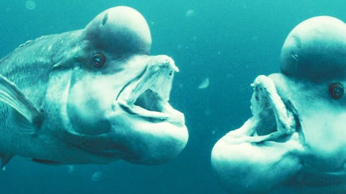 Eight of the world's ugliest fish