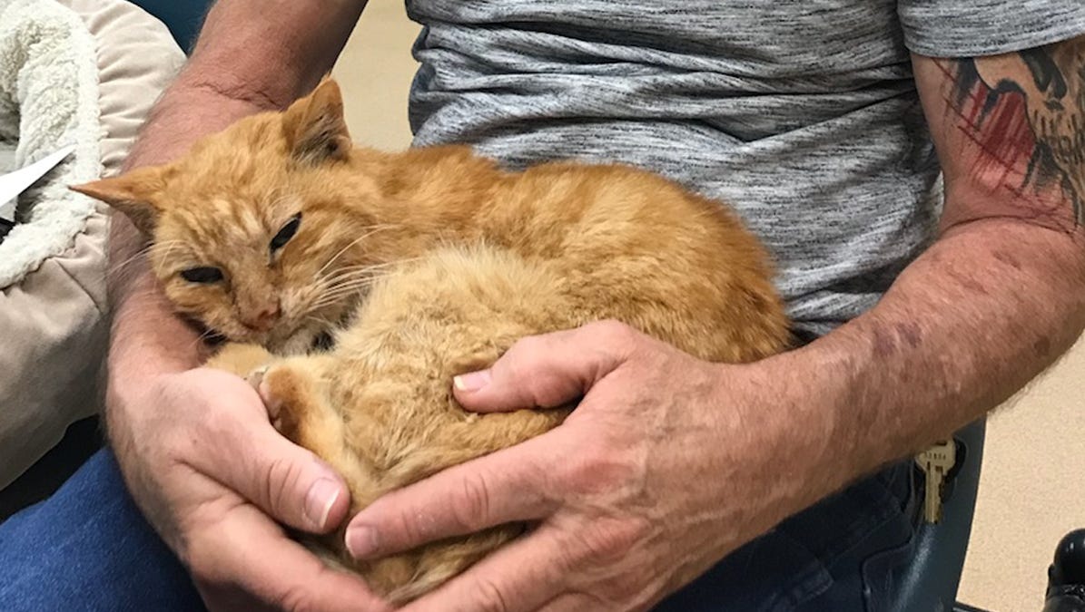 Missing cat reunited with owner after 14 years