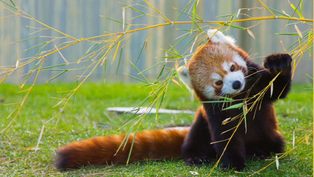 Red panda exhibit coming to WNC Nature Center gets nonprofit funding