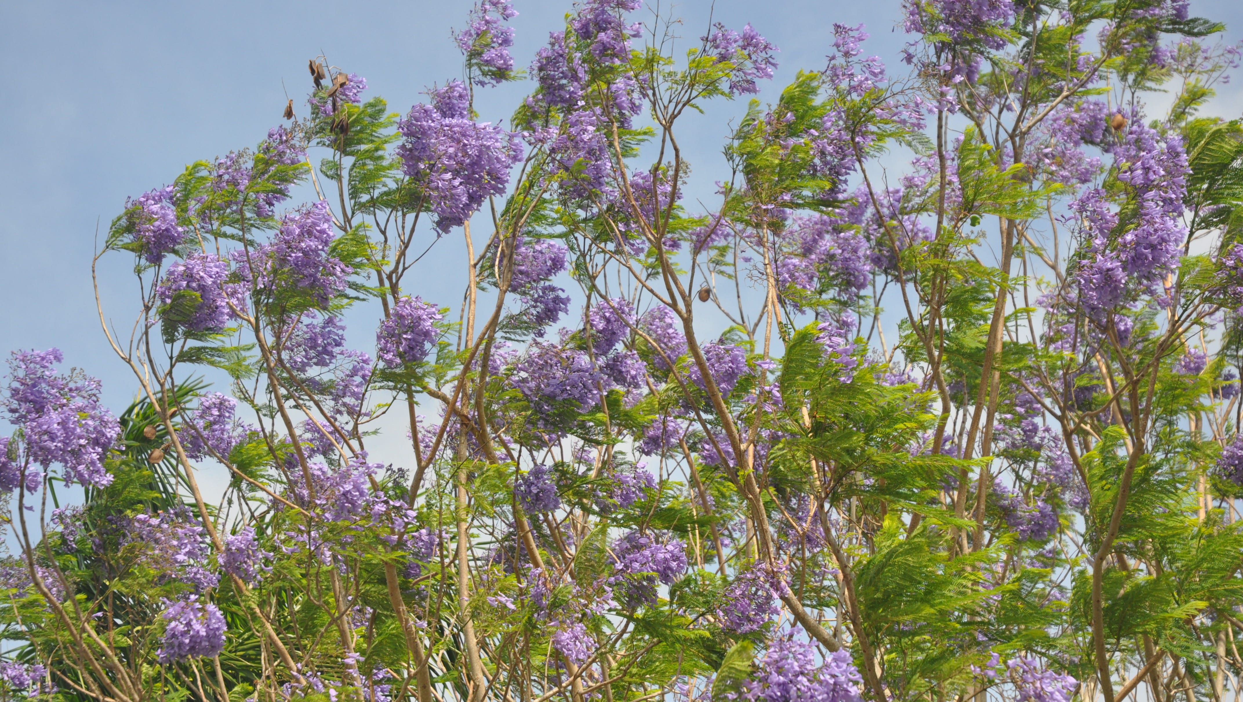 Flowering trees bloom with vibrant colors in Southwest Florida
