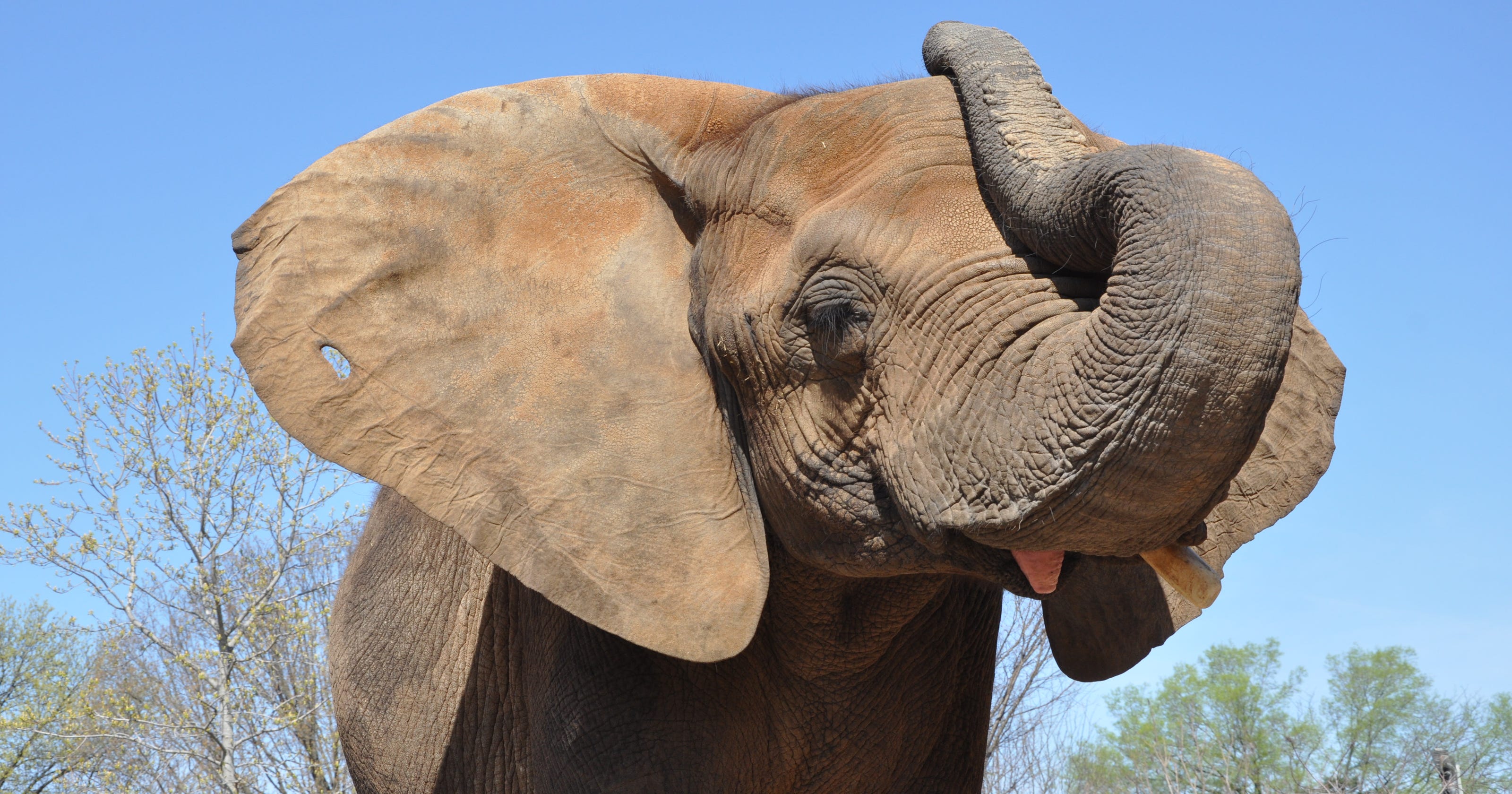 Louisville Zoo's African elephant Mikki is pregnant and due in 2019