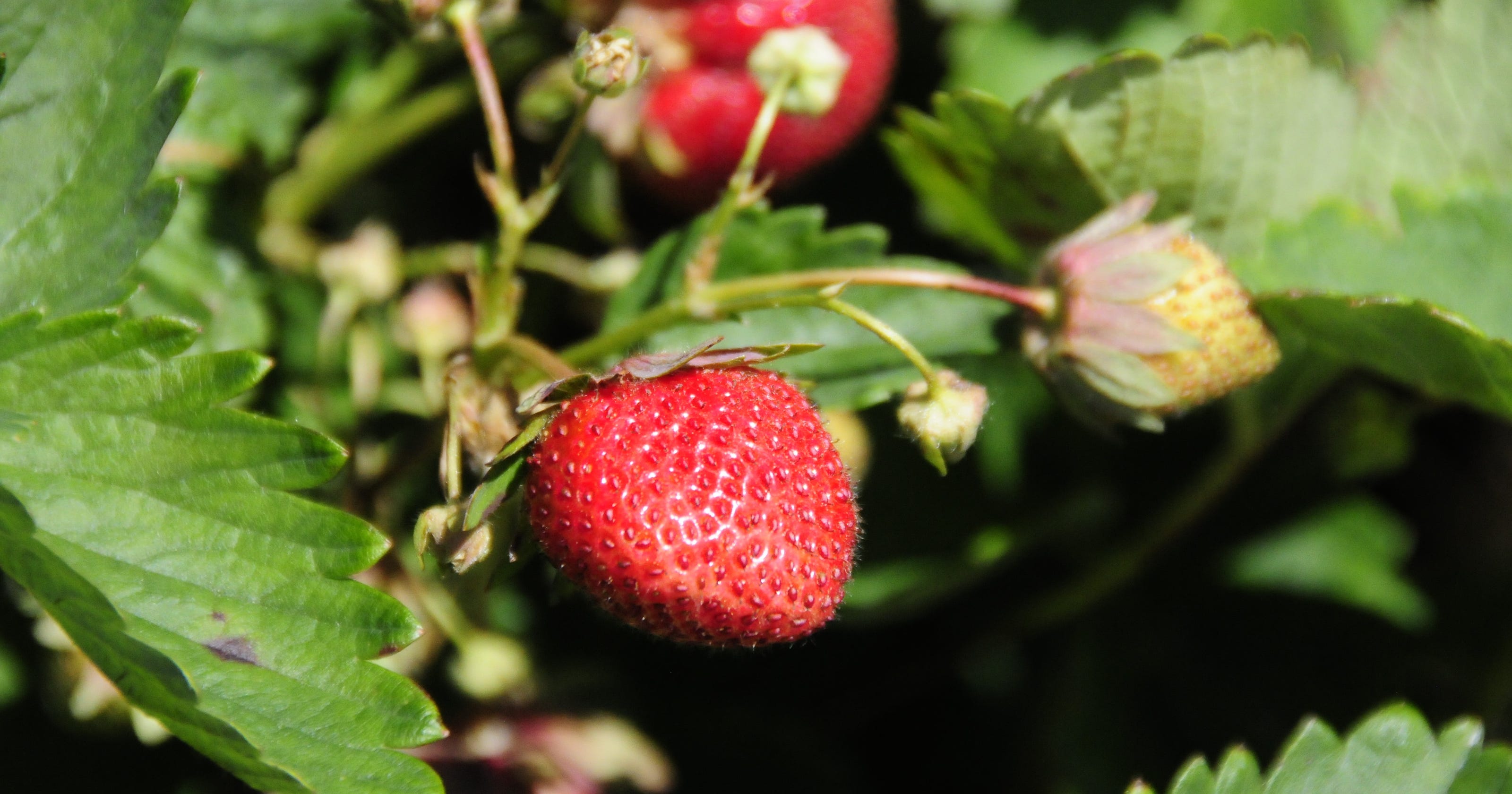 Time to pick some strawberries