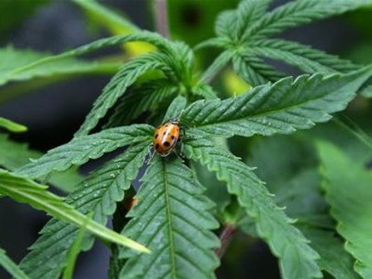 What is K2? Synthetic marijuana caused Pa. prison lockdown, 'not safe'