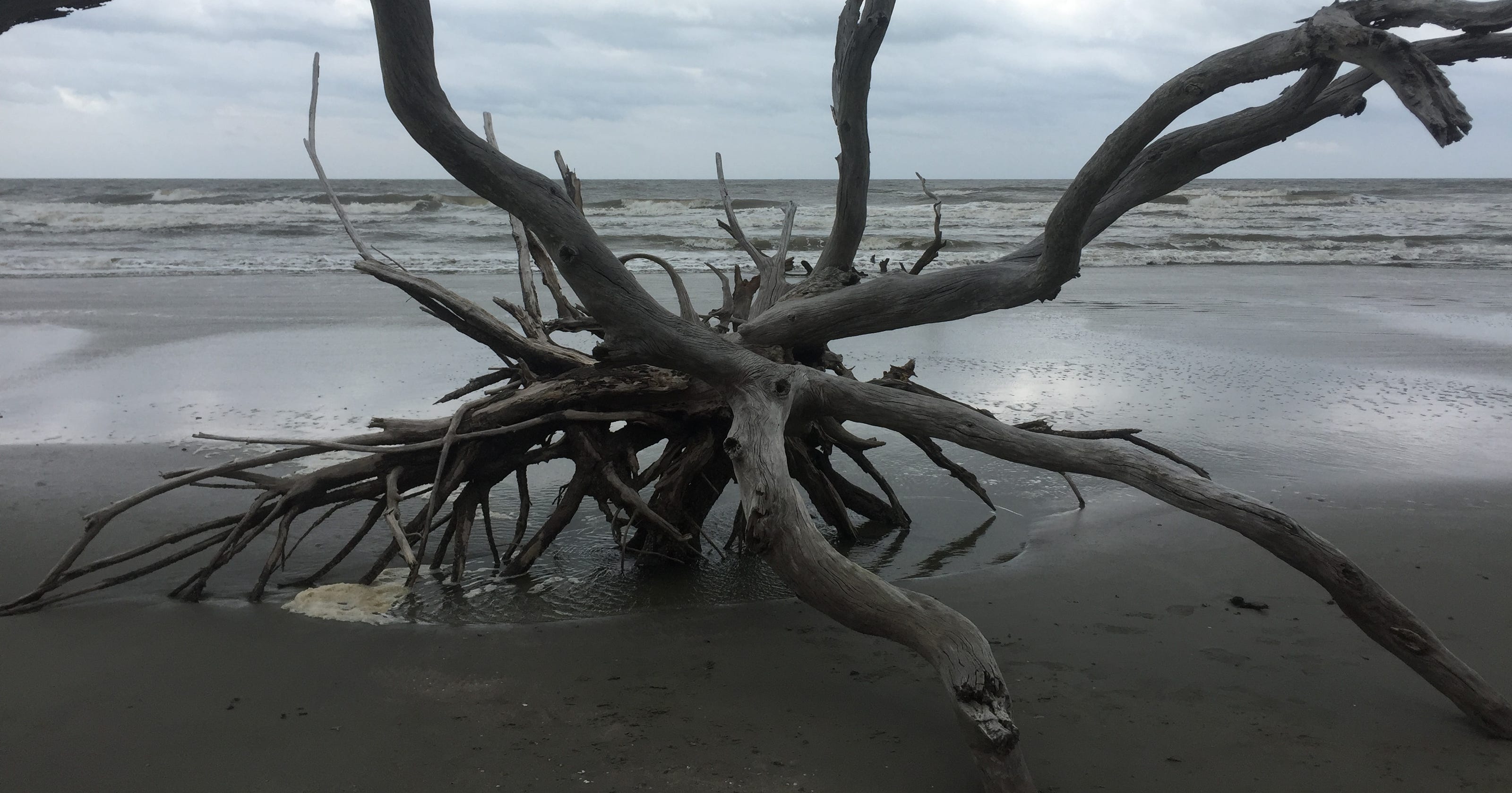 Bulls Island, S.C.: A walk on the wild side