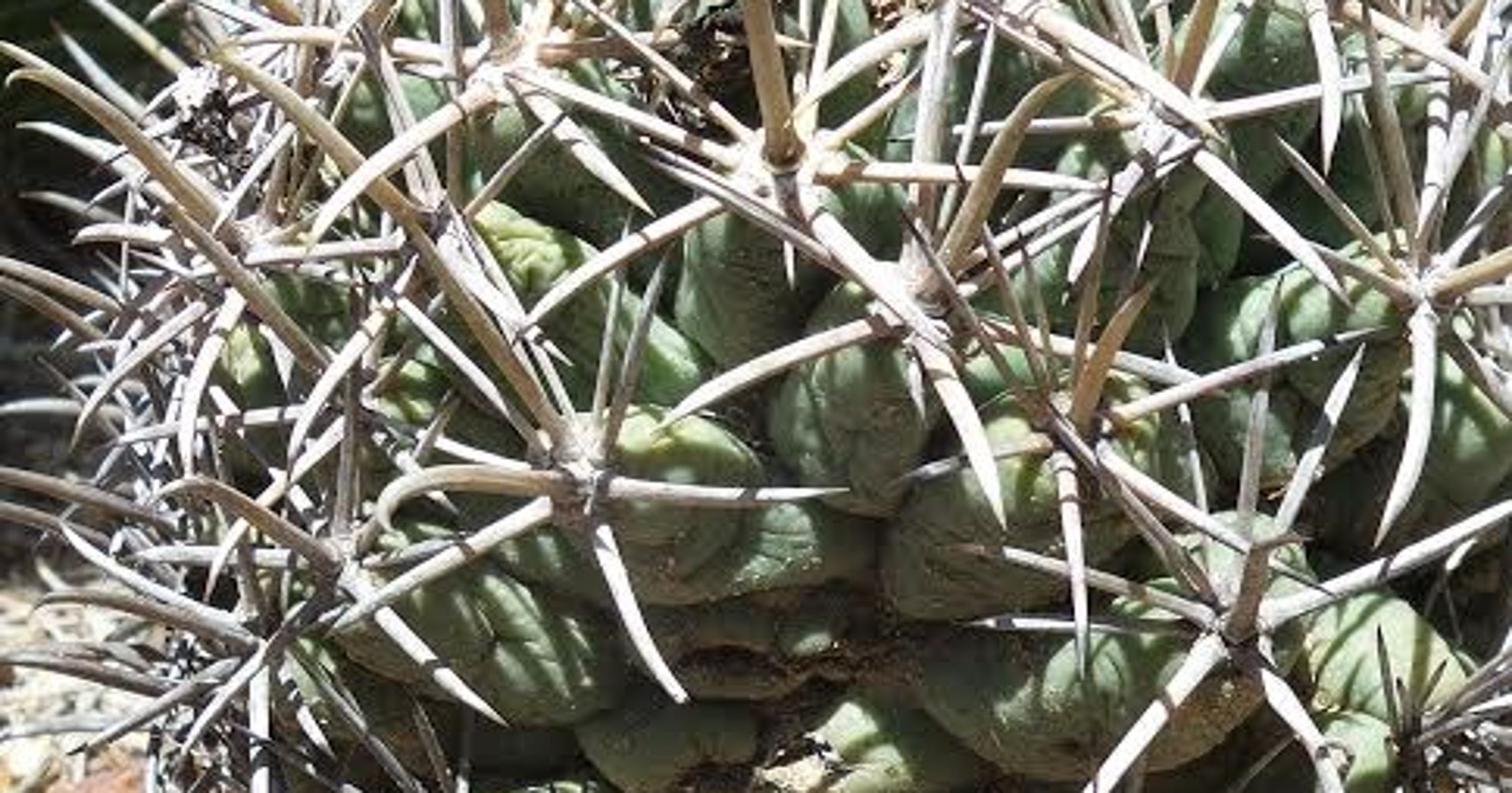 The Pima Pineapple Cactus of Arizona is endangered
