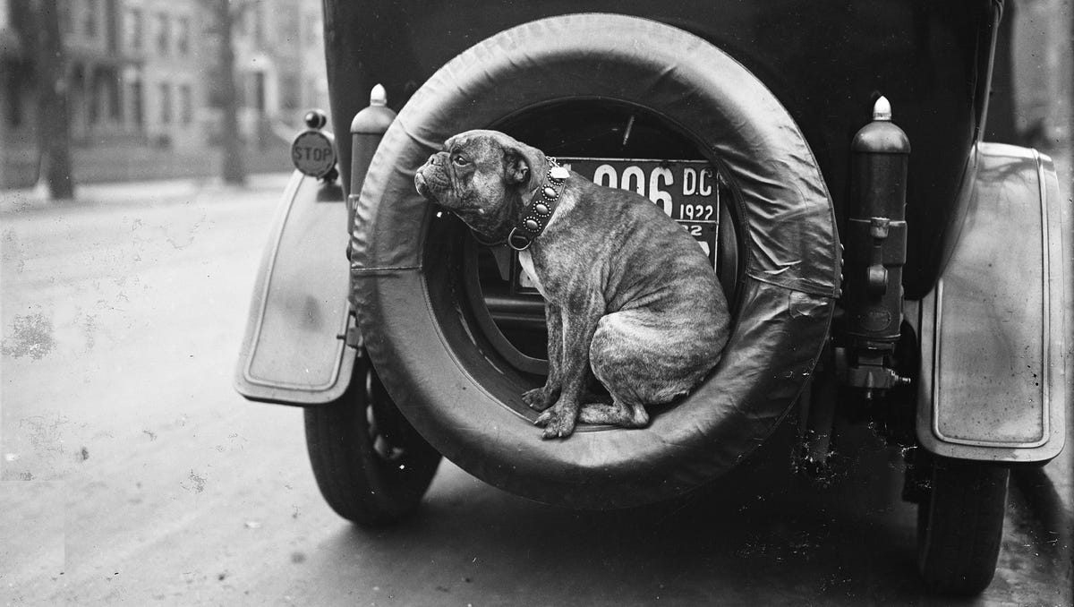 An historical look at dogs