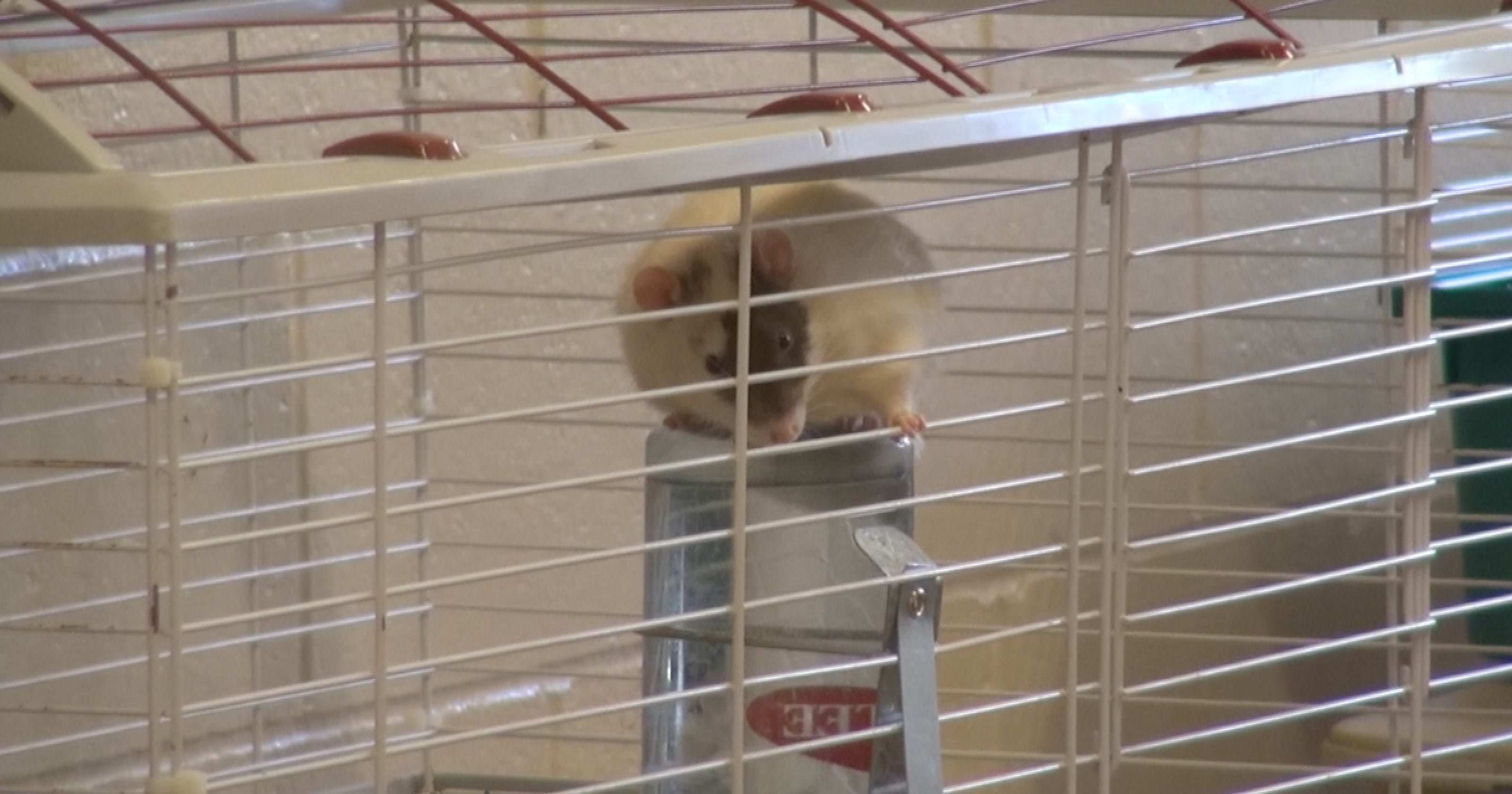 Hoarding goes beyond Palmyra home and 69 rats