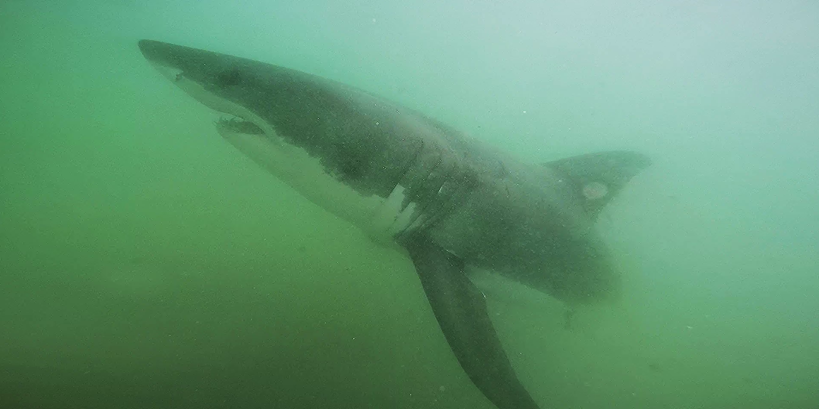 Rescuers respond to shark attack at Santa Rosa Island