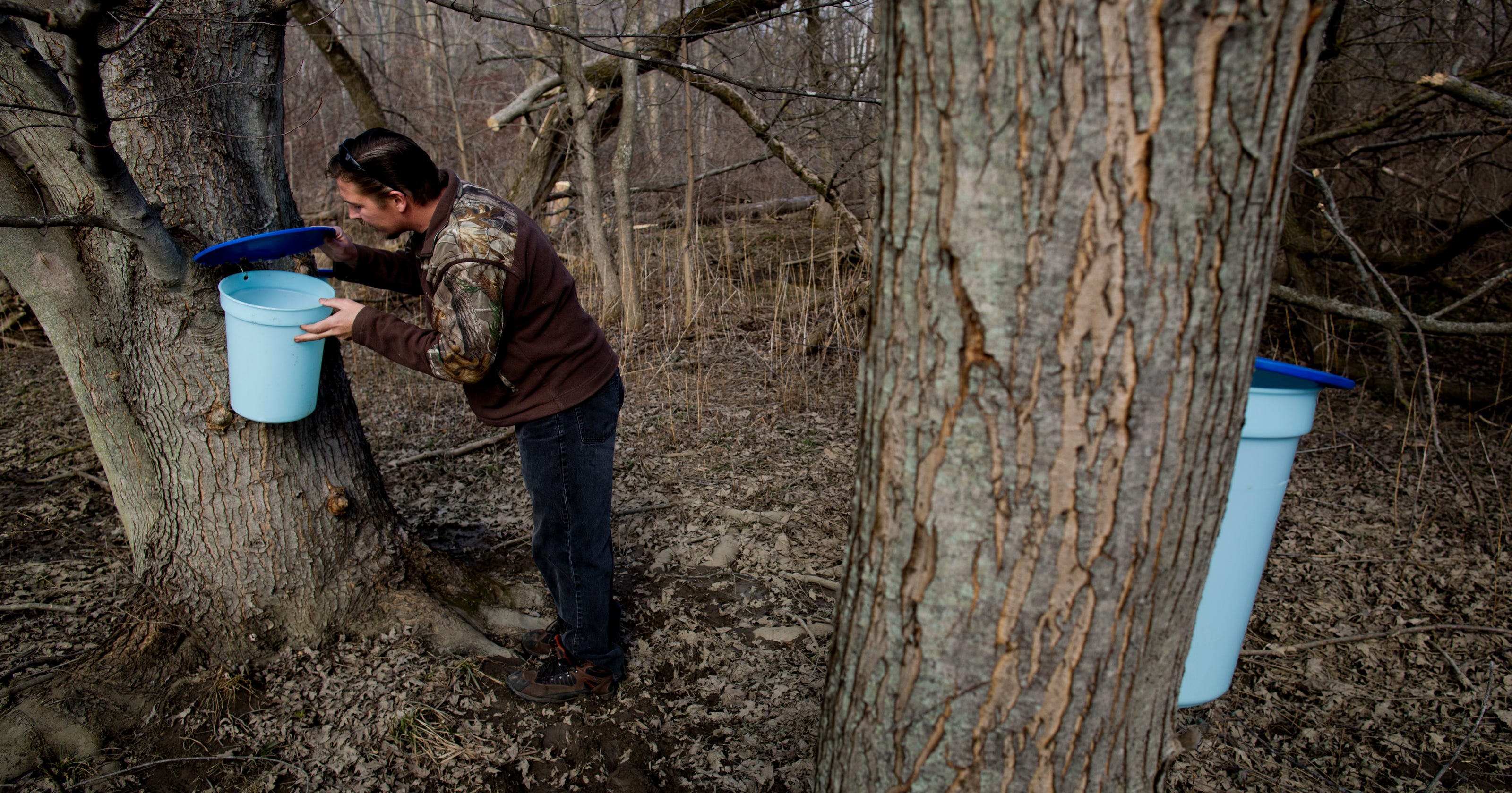 Maple trees yield sweet harvest