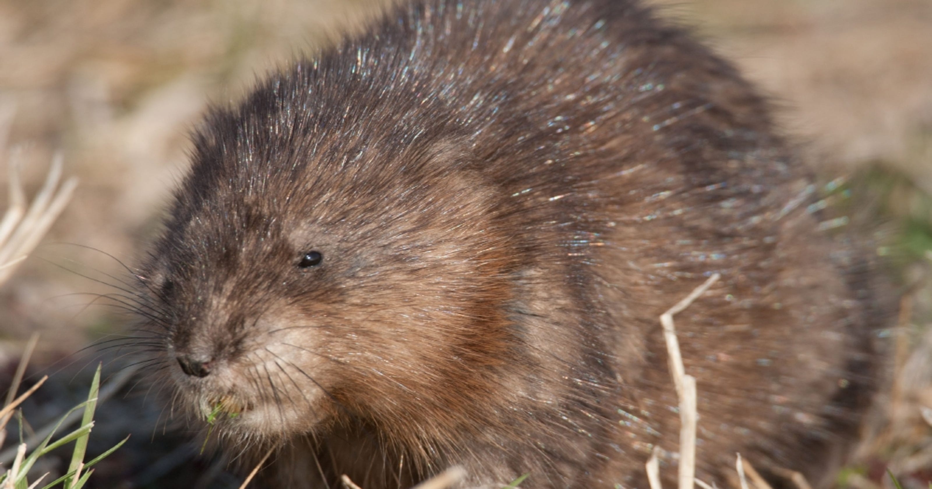 Critter of the Week for Jan. 21: Muskrat