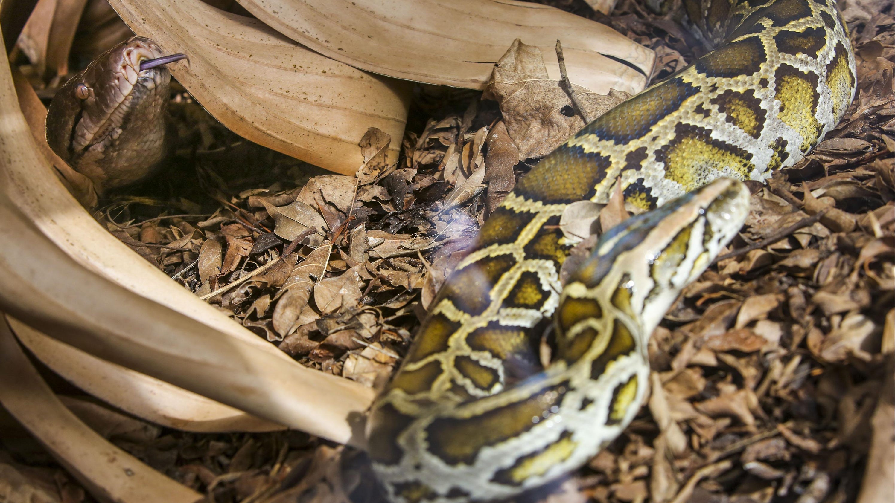 Naples Zoo wants to help put squeeze on Burmese pythons